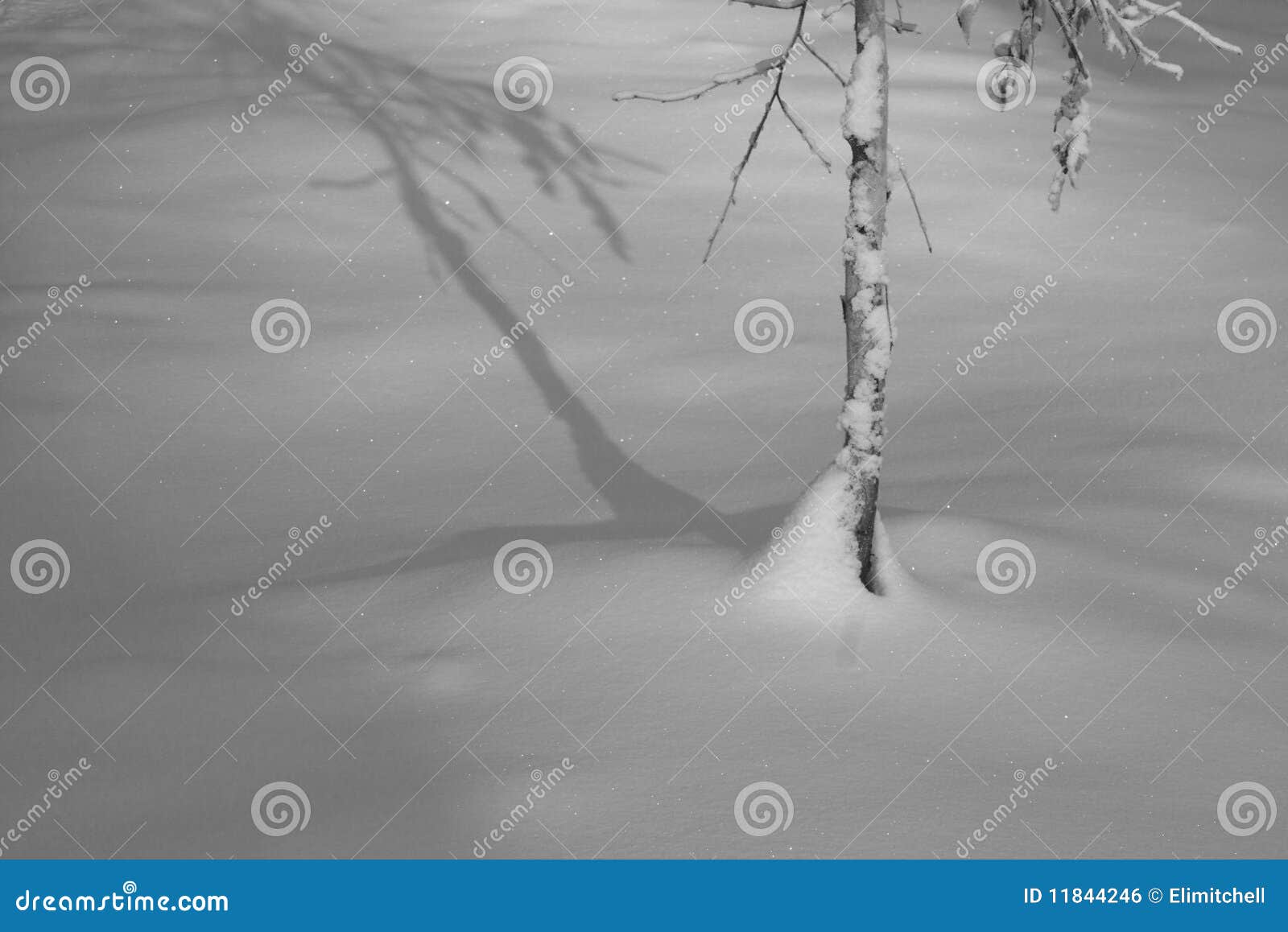Tree and Its Shadow in Fresh Snow (monochrome) Stock Photo - Image of ...