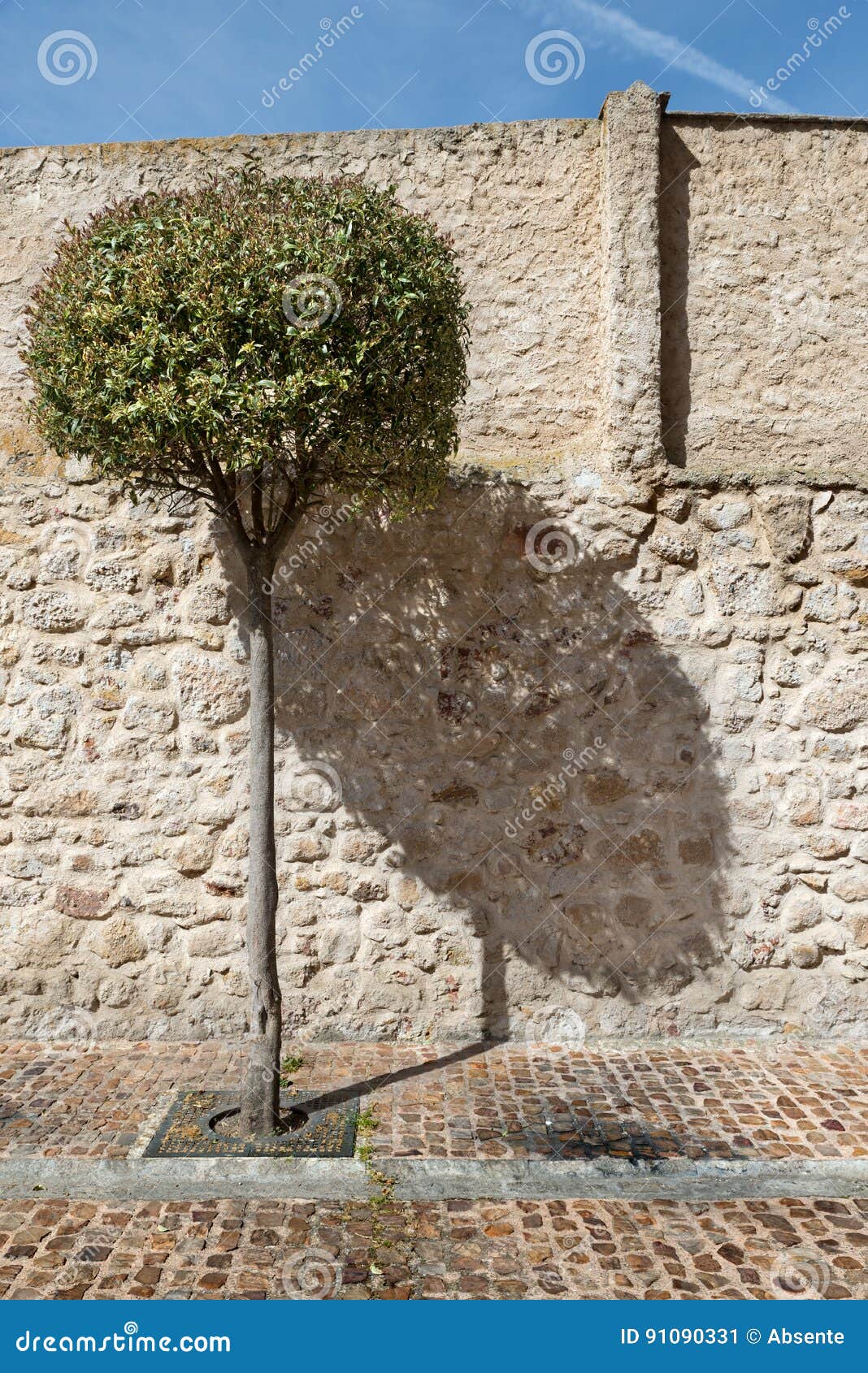 The tree and its shadow stock image. Image of urban, sidewalk - 91090331
