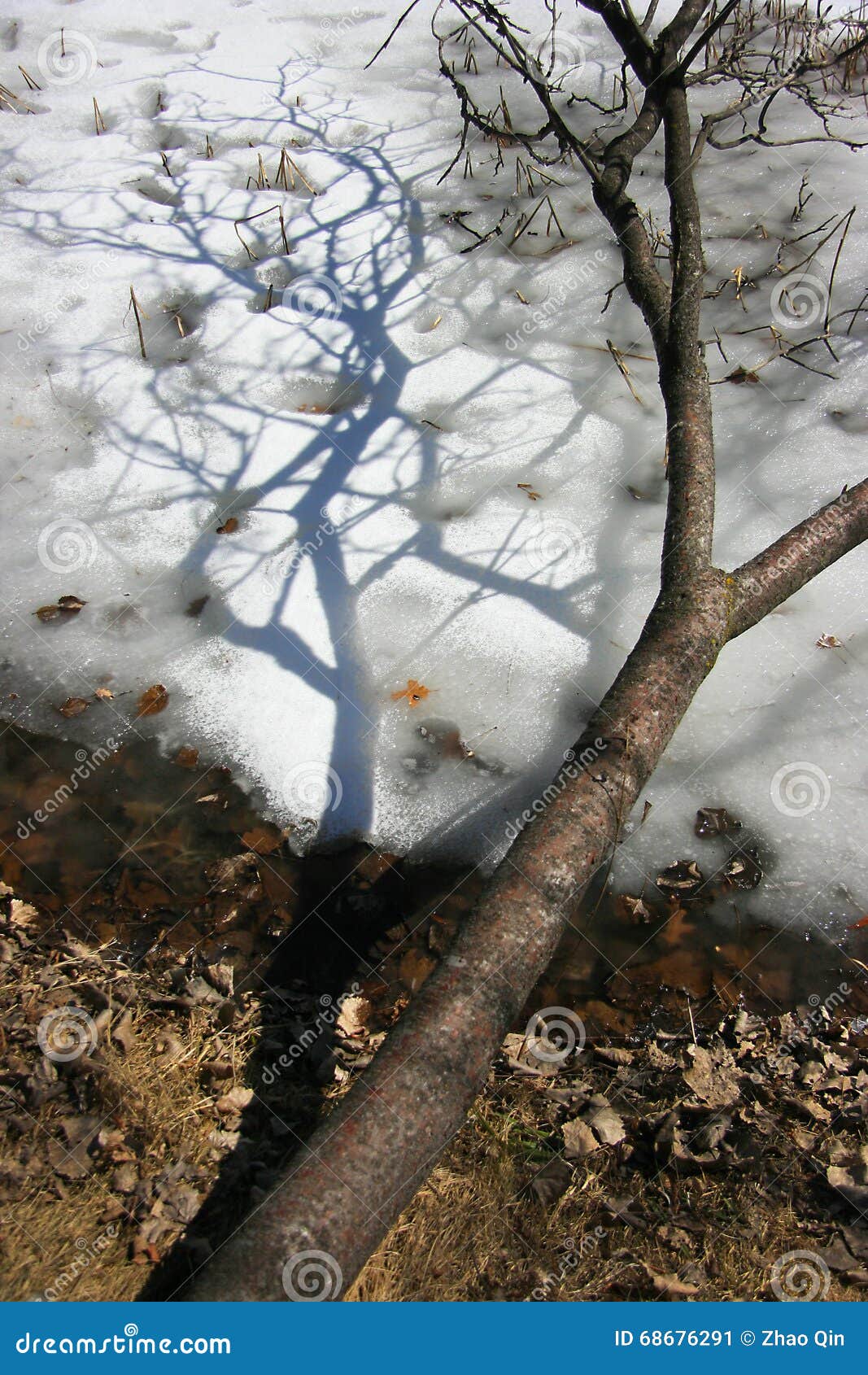 Tree with its shadow stock image. Image of forest, light - 68676291