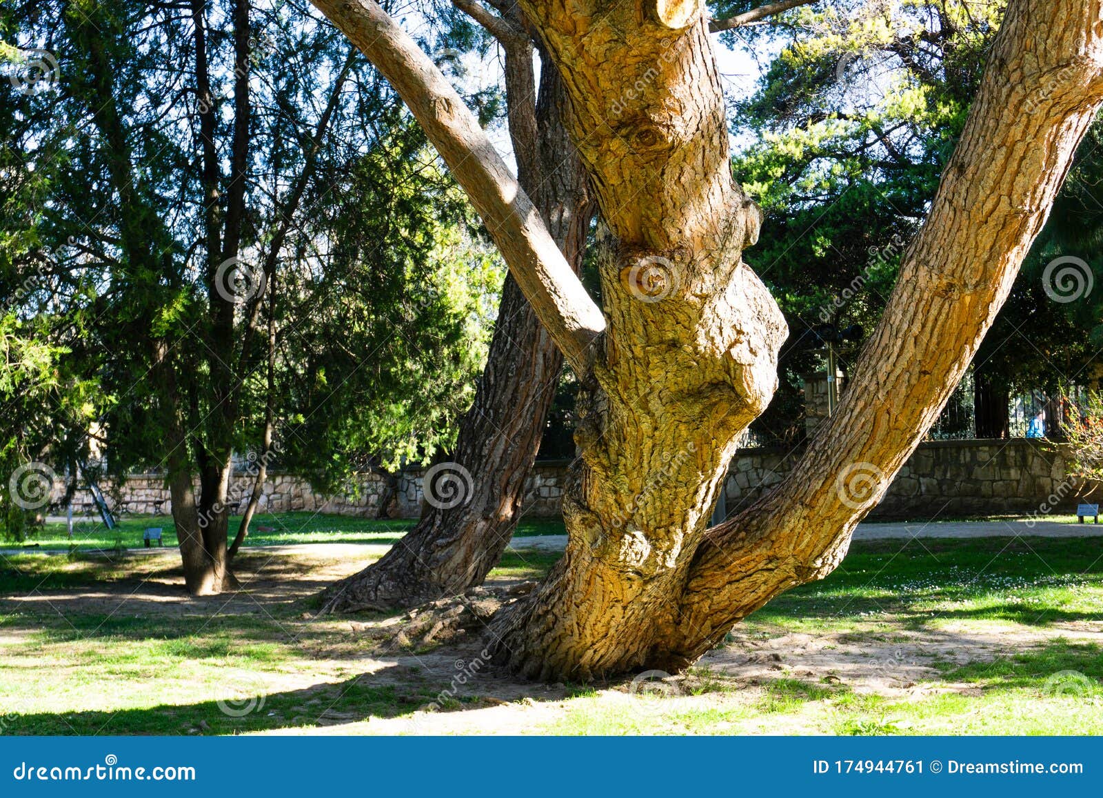 Tree with Its Sunny Bark Looking for the Heat of the Sun on the Eve of ...