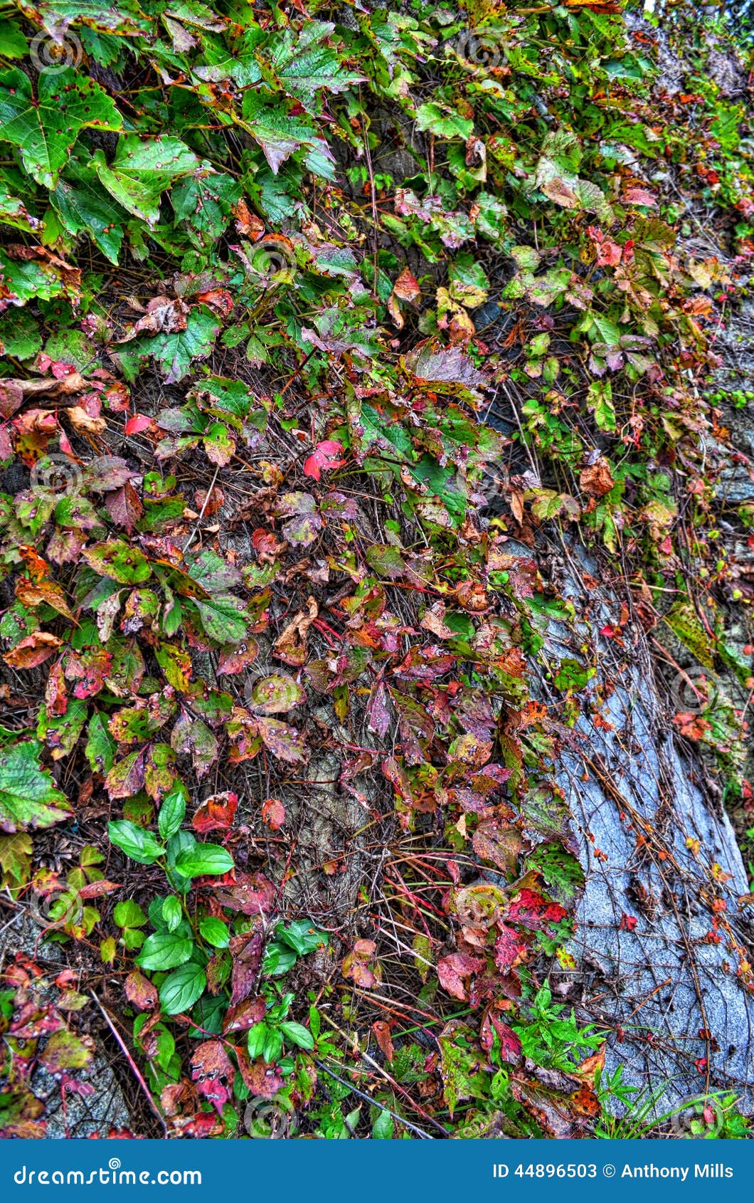 Tree with ivy stock image. Image of bark, fall, vines - 44896503