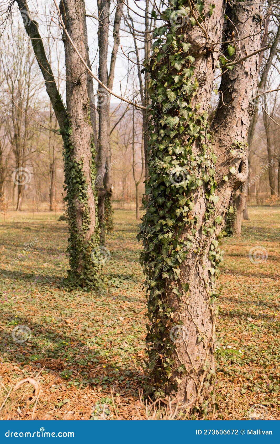Tree with Ivy in the Forest on Stock Photo - Image of plant, sunlight ...