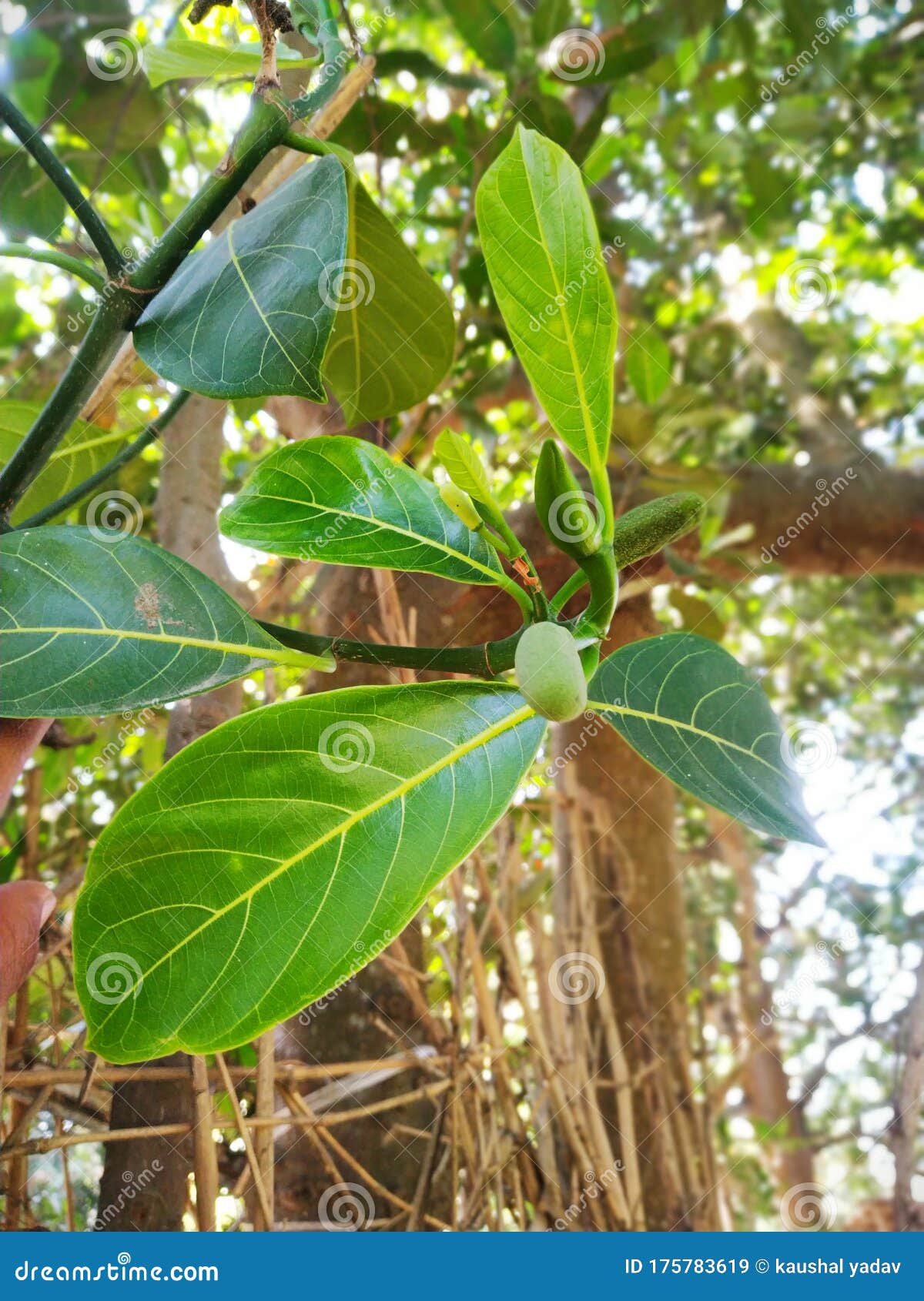 Tree of jack tree stock image. Image of fruit, food - 175783619