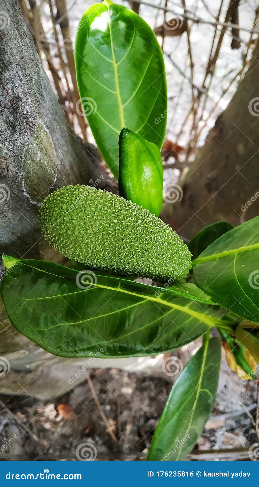 Tree of jack tree stock photo. Image of fruit, food - 176235816