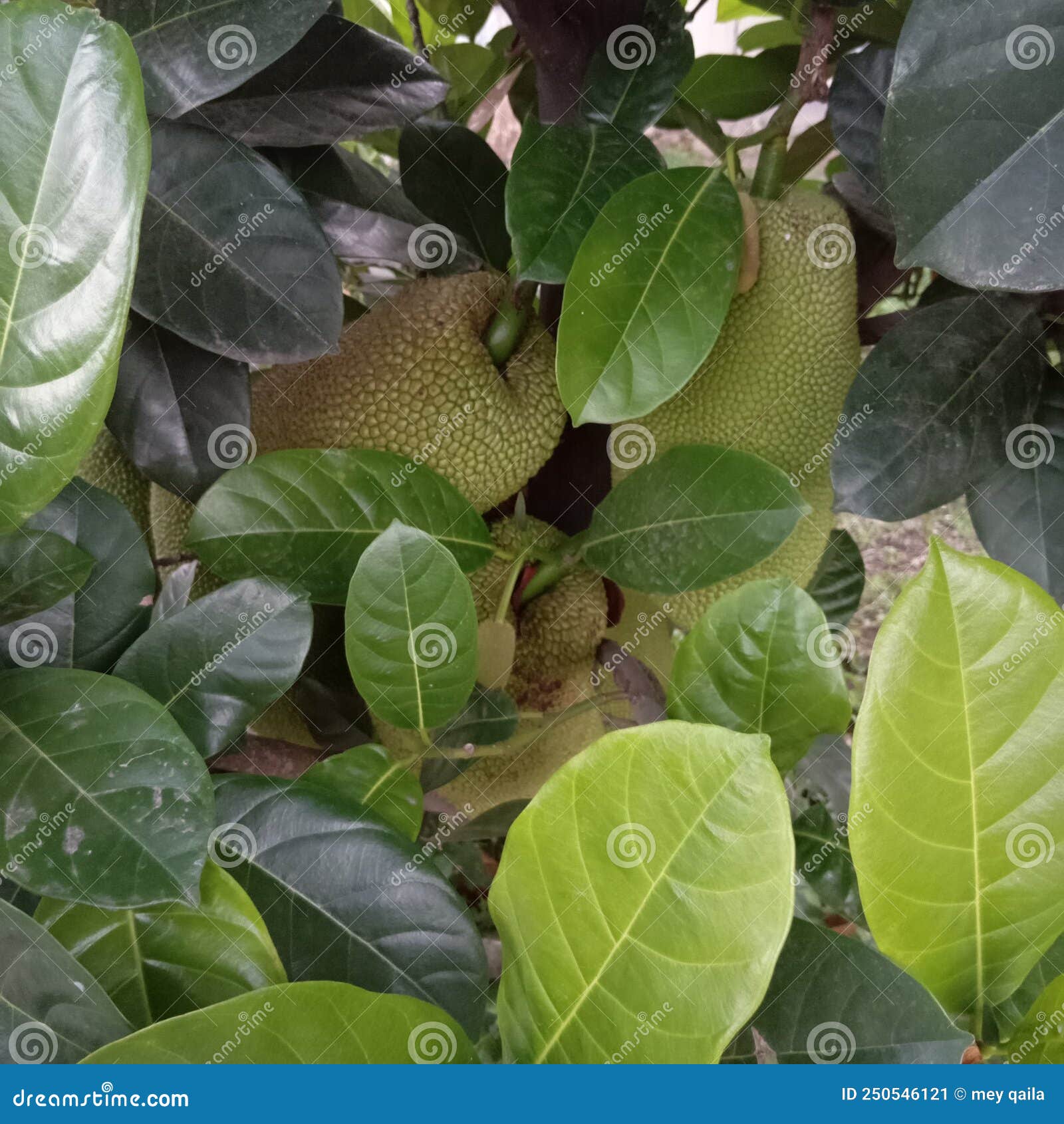The Tree of Jackfruit so Wonderful Stock Image - Image of fruit ...