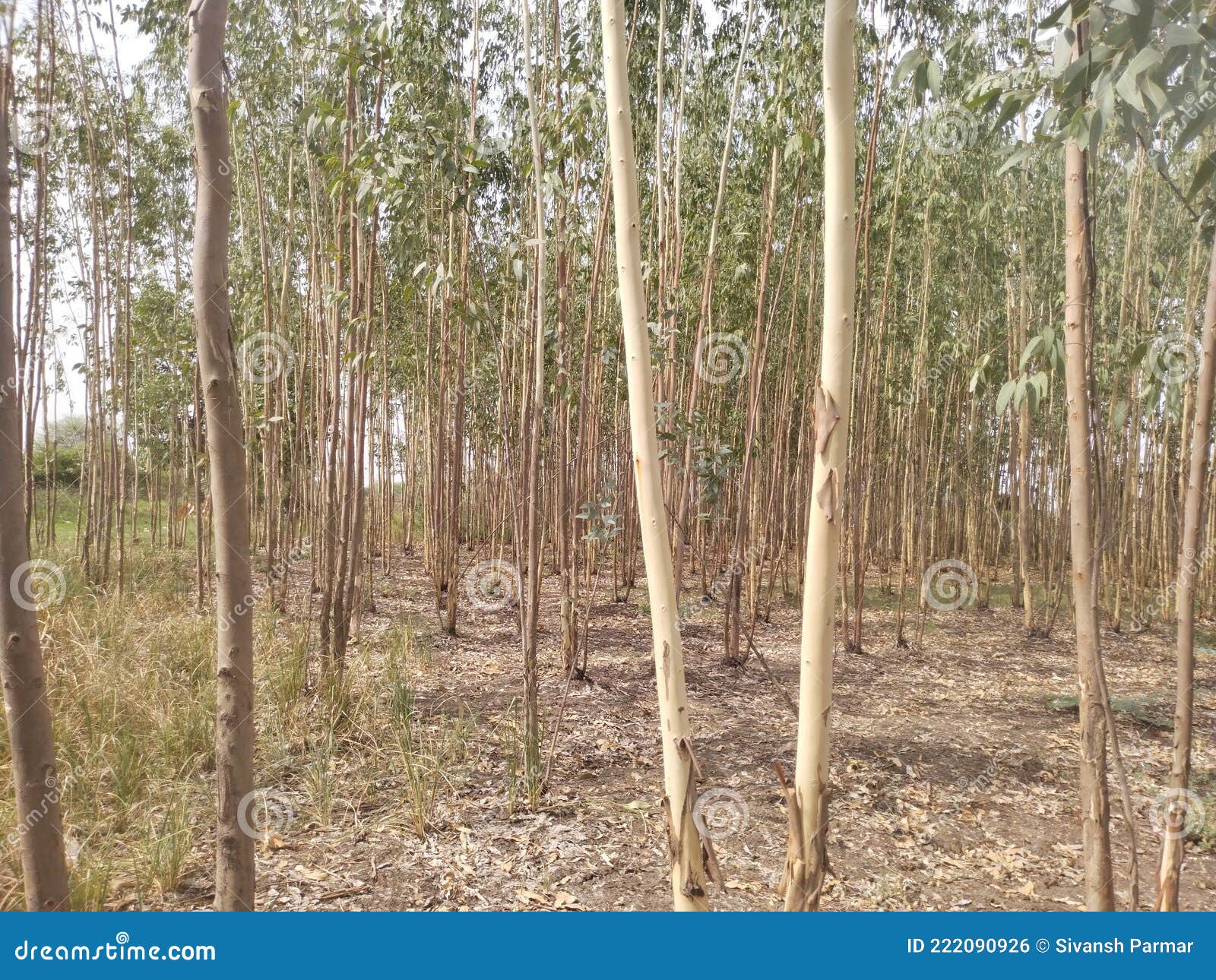 Tree in the jangle stock photo. Image of agriculture - 222090926