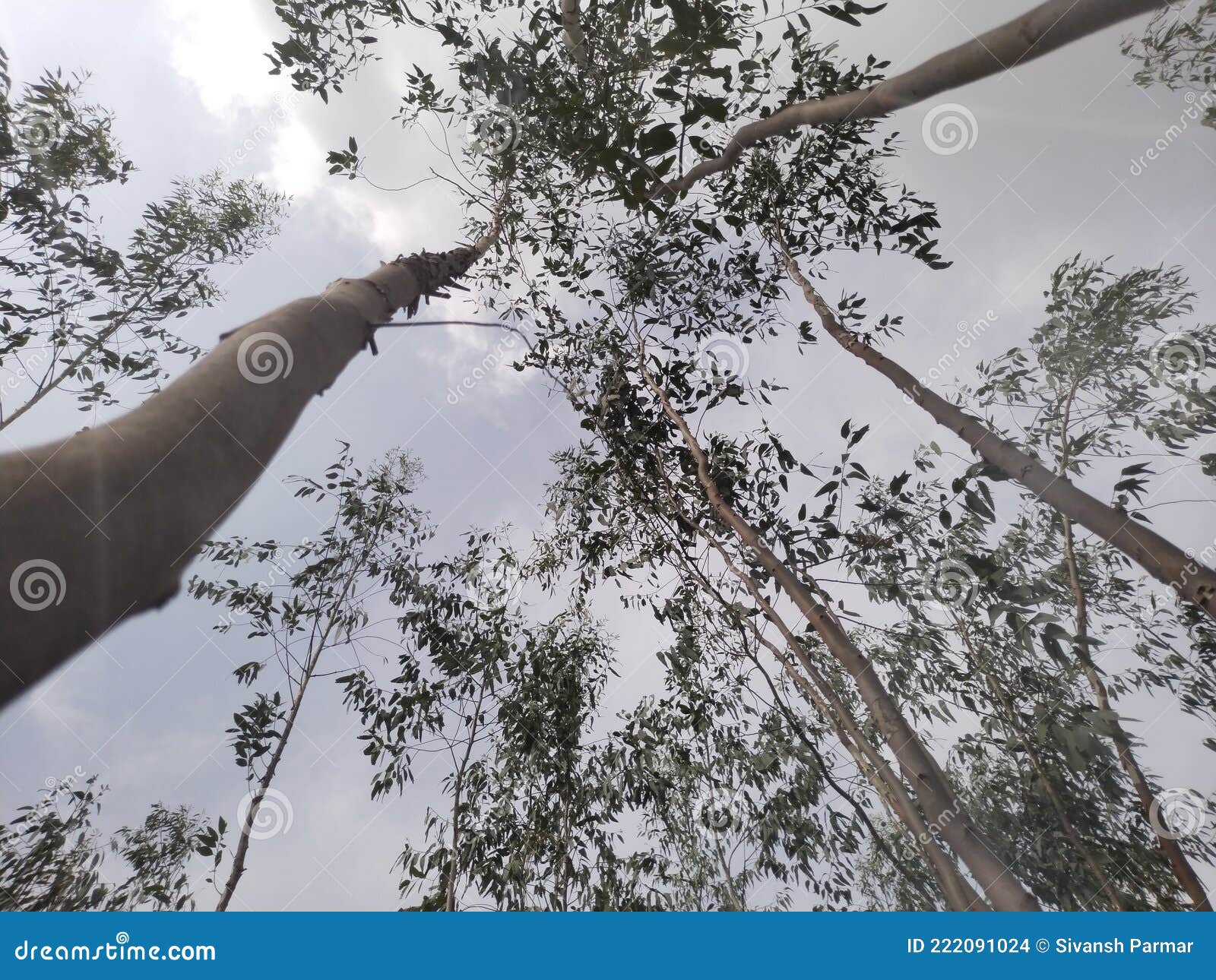 Tree in the jangle stock photo. Image of jangle, autumn - 222091024