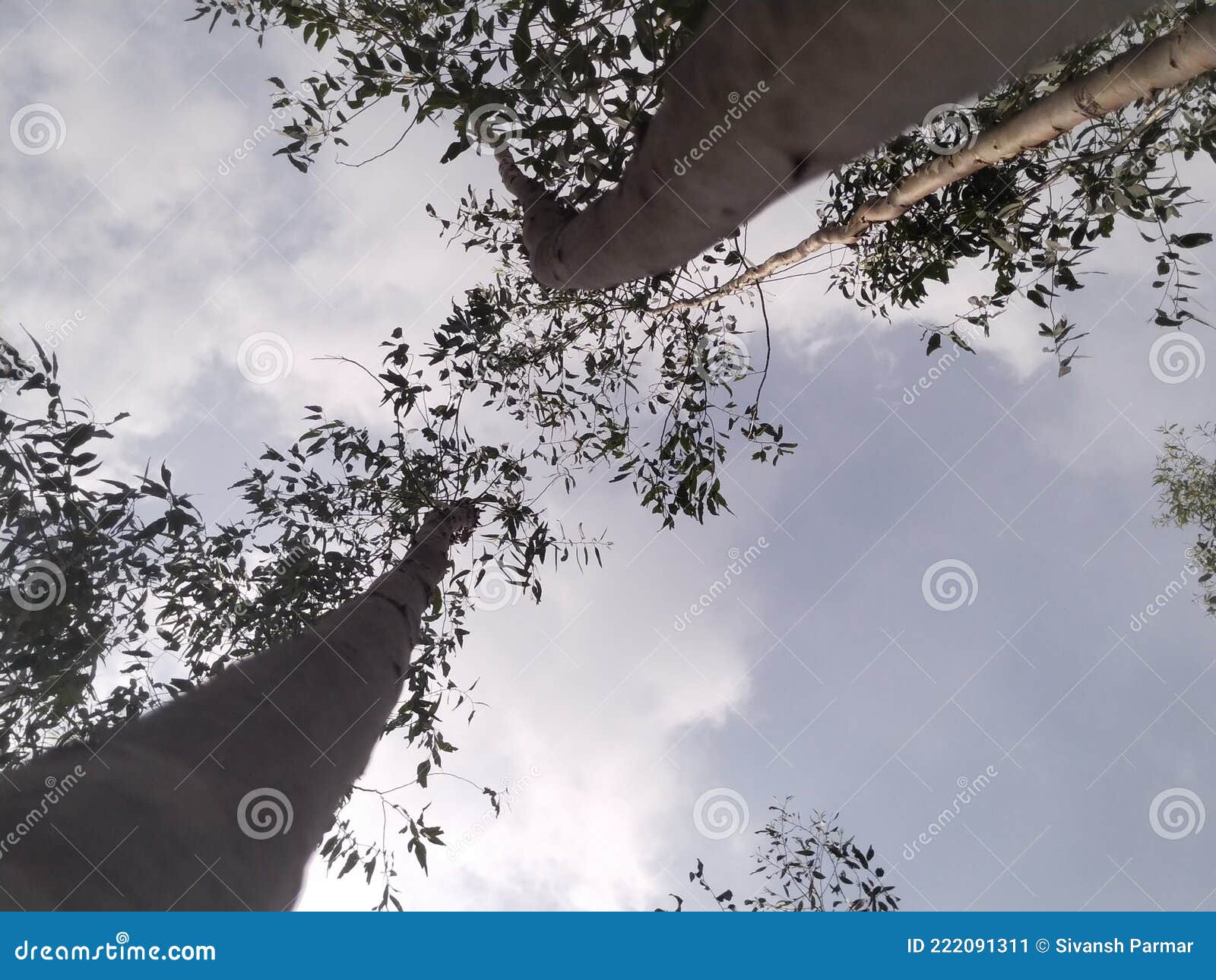 Tree in the jangle stock image. Image of plant, forest - 222091311