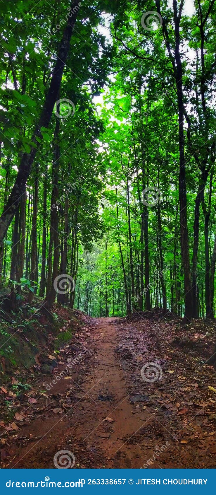 Tree of Jangle and roads stock image. Image of wilderness - 263338657