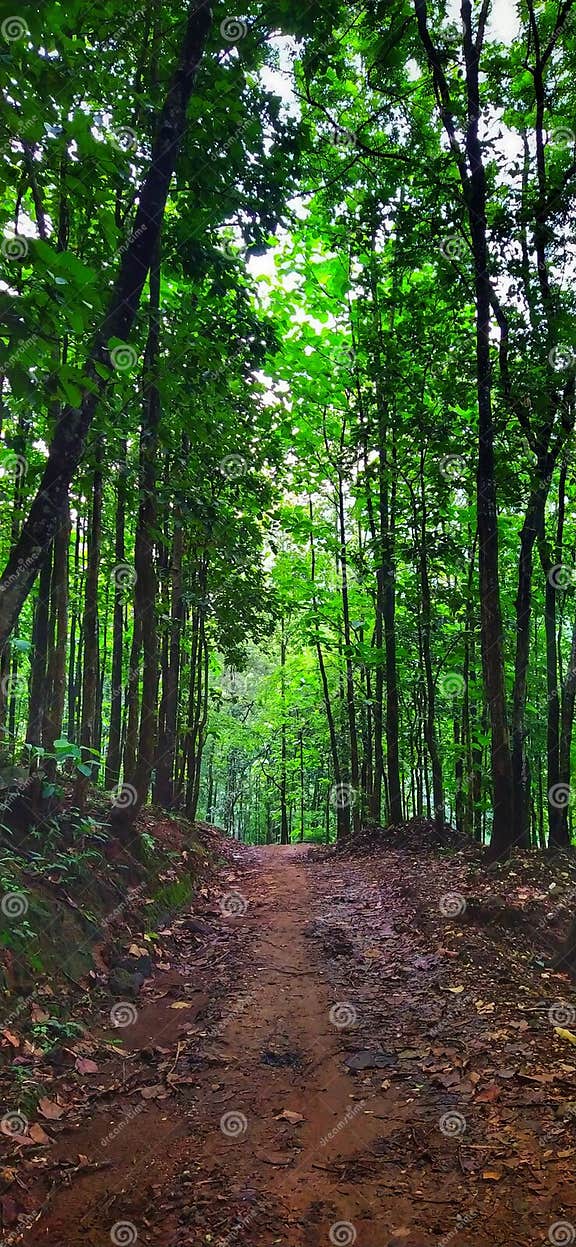 Tree of Jangle and roads stock image. Image of wilderness - 263338657