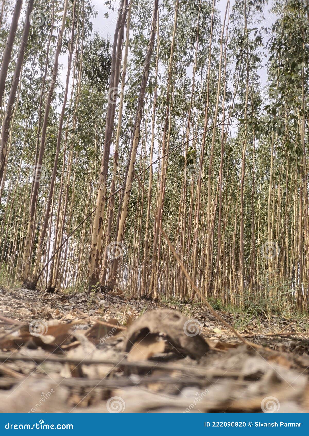 Tree in the jangle stock photo. Image of trail, forest - 222090820