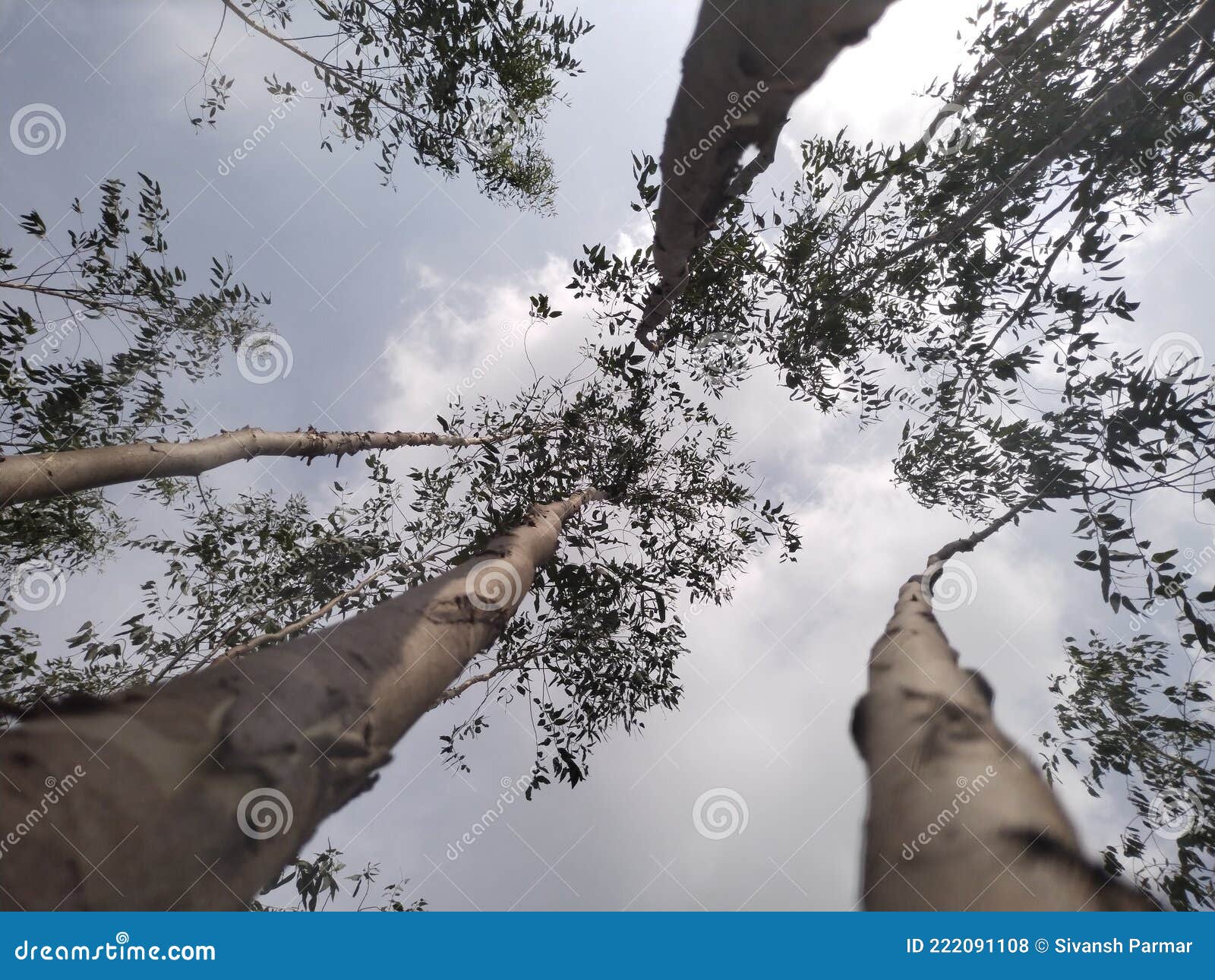 Tree in the jangle stock photo. Image of animal, flower - 222091108