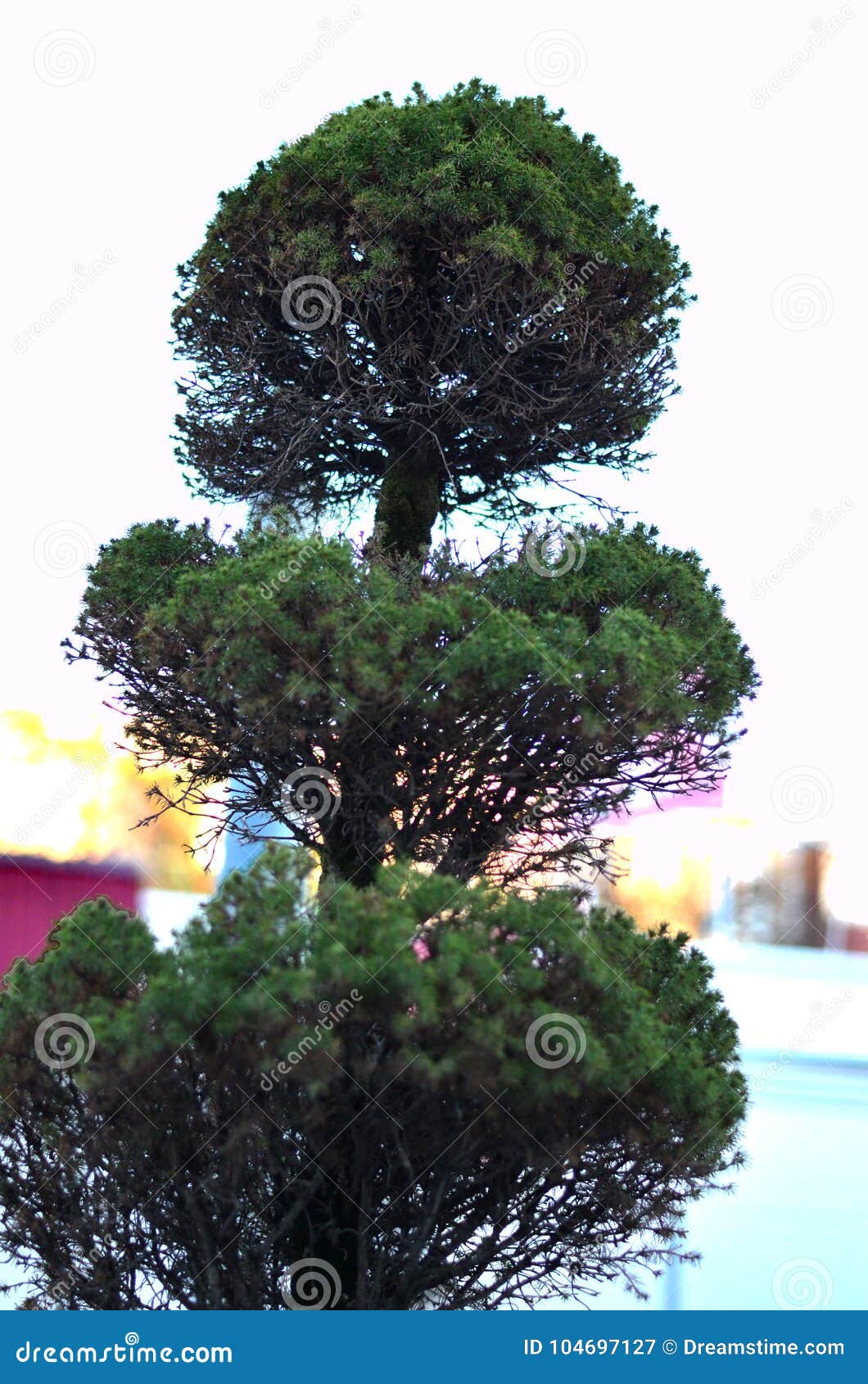Tree in Japanese style stock image. Image of shape, japanese - 104697127