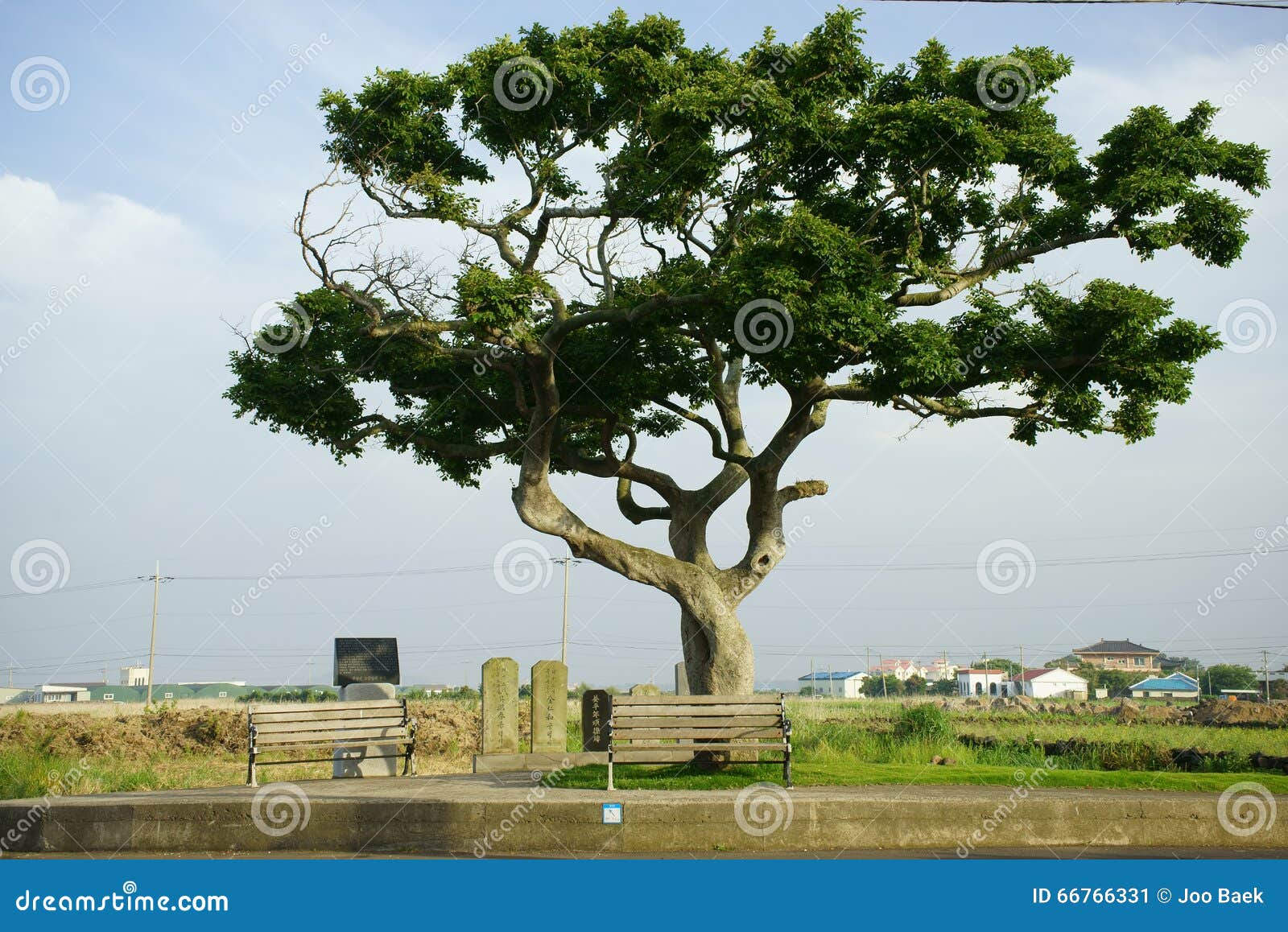 A Tree in Jeju island stock image. Image of village, jongdalri - 66766331