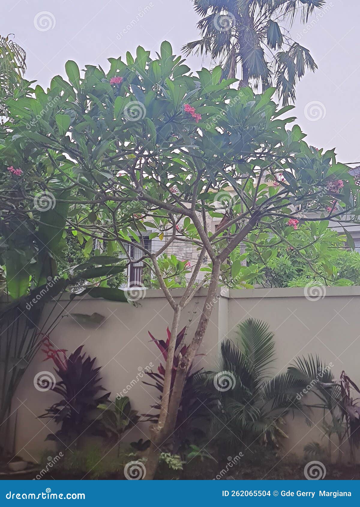 Tree Jepun Flower stock photo. Image of tree, jepun - 262065504