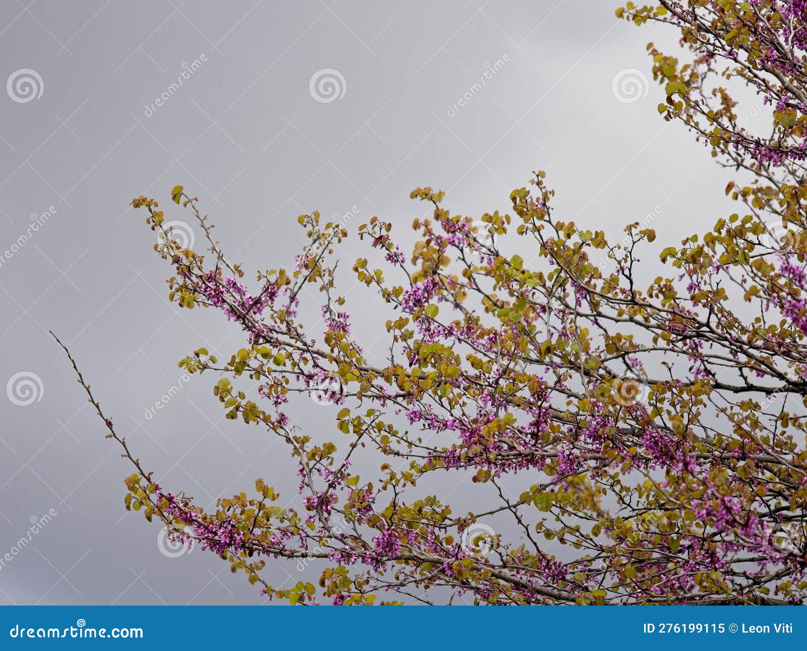 Tree of judas stock image. Image of tree, blossoming - 276199115