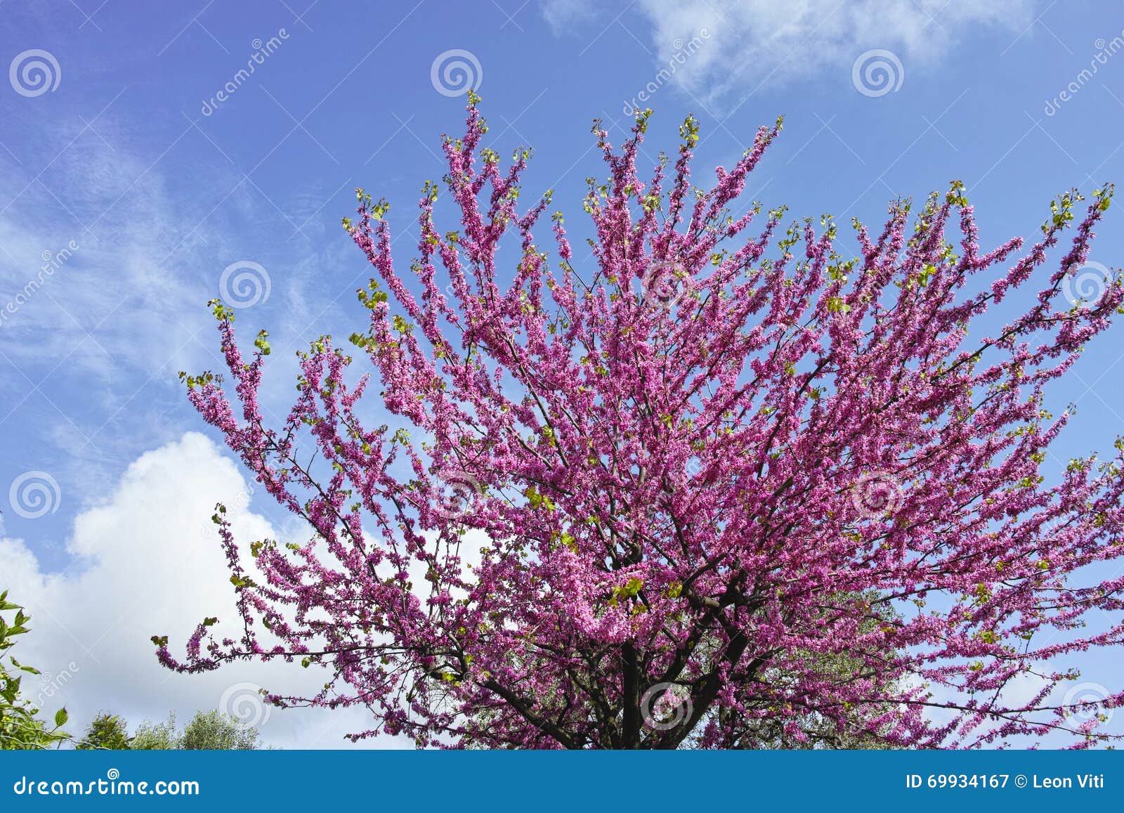 Tree of judas stock image. Image of siliquastrum, flower - 69934167