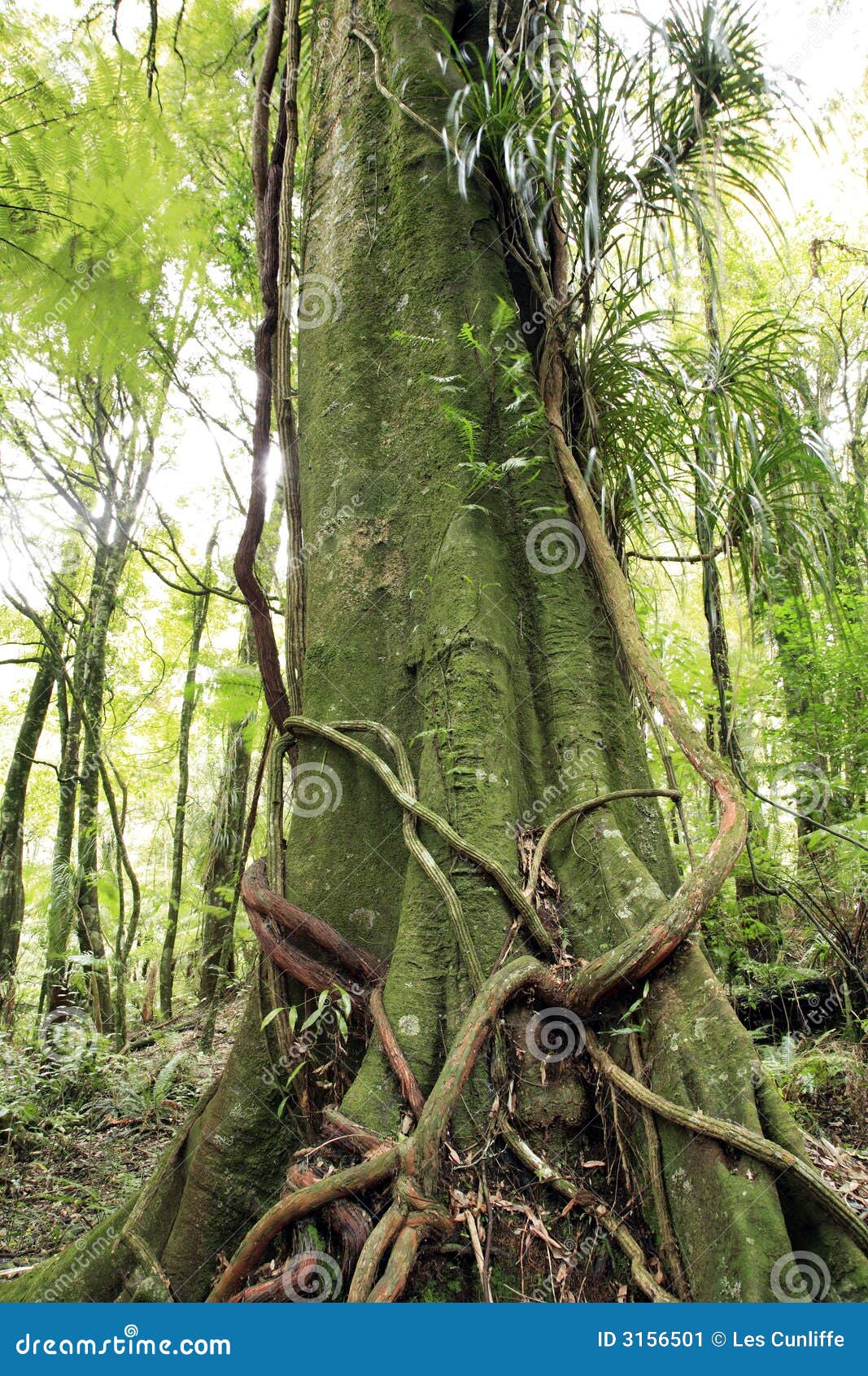 Tree in jungle stock image. Image of plants, natural, green - 3156501