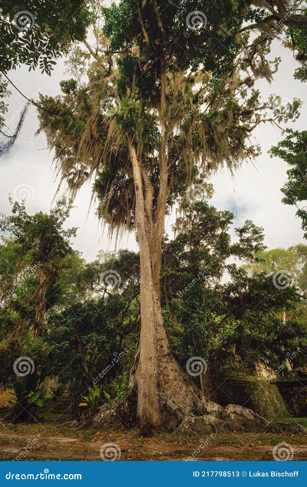 Tree in the Jungle of Guatemala Near Tikal Stock Image - Image of ...