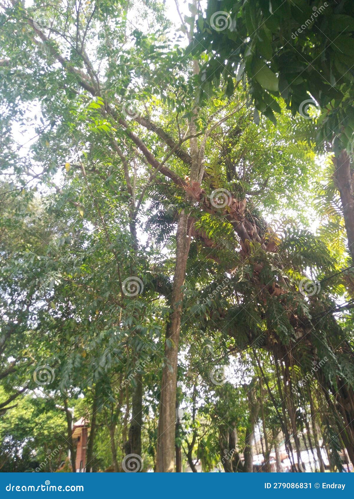Tree jungle stock image. Image of tropical, earth, jungle - 279086831