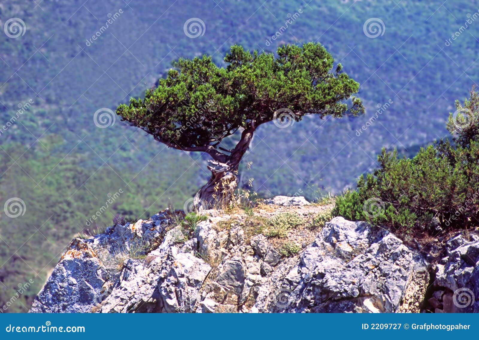 Tree juniper stock image. Image of season, midday, horizon - 2209727