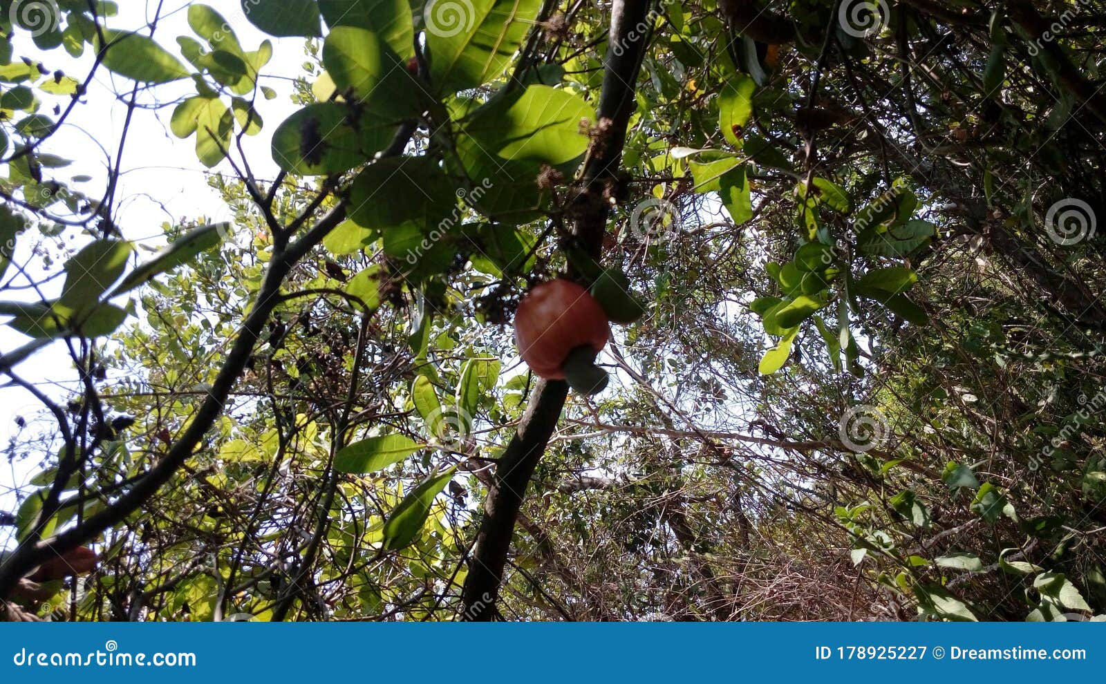 Tree of a kaju stock image. Image of woodland, fruit - 178925227