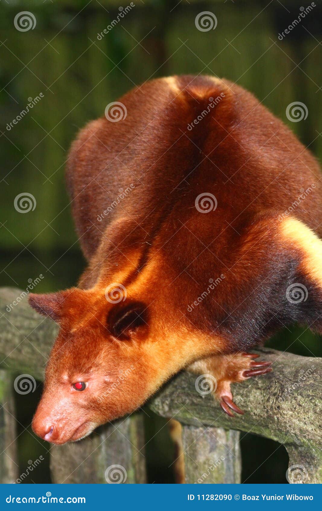 Tree Kangaroo stock photo. Image of sitting, australia - 11282090