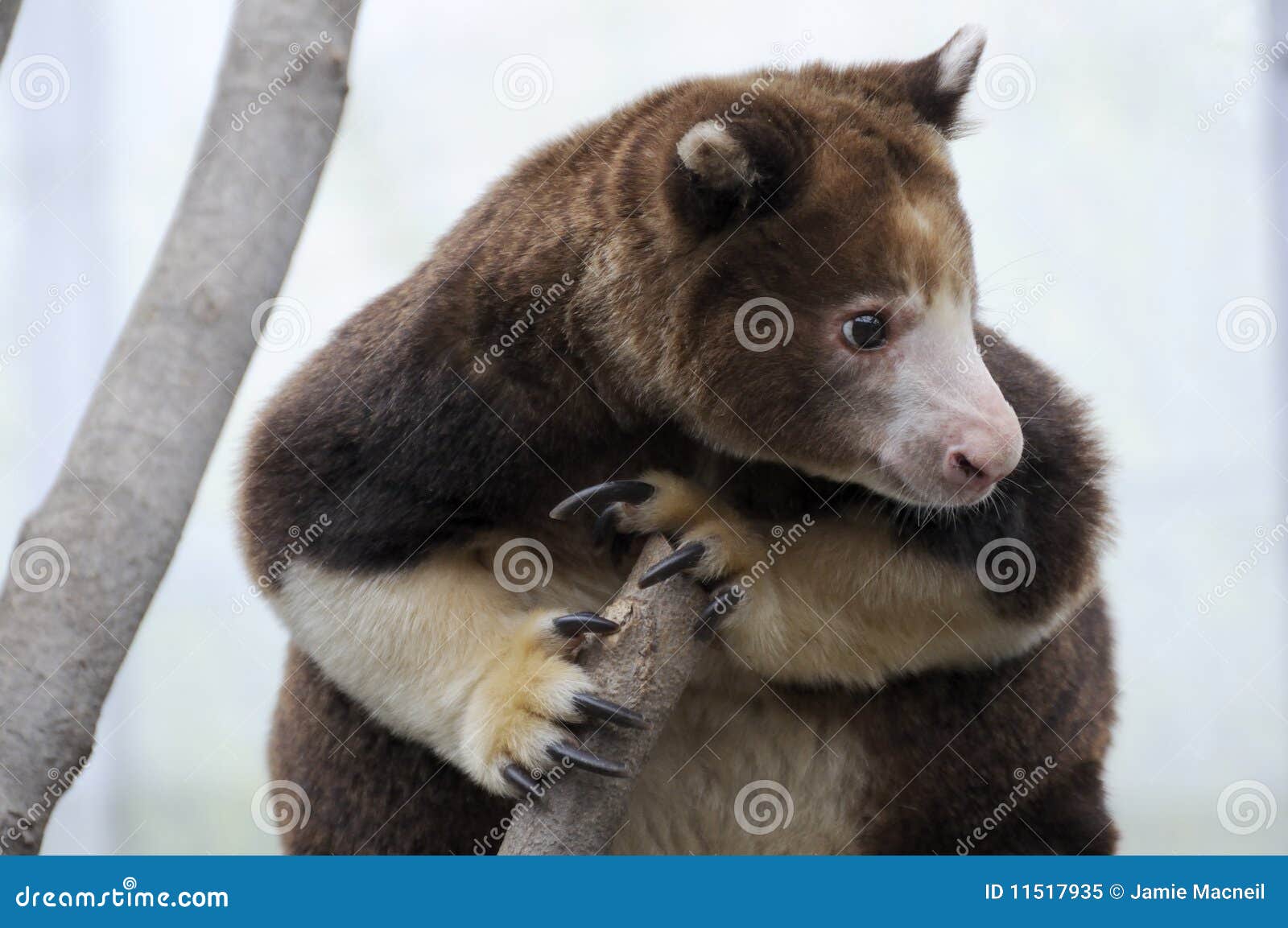 Tree Kangaroo stock image. Image of branch, marsupial - 11517935