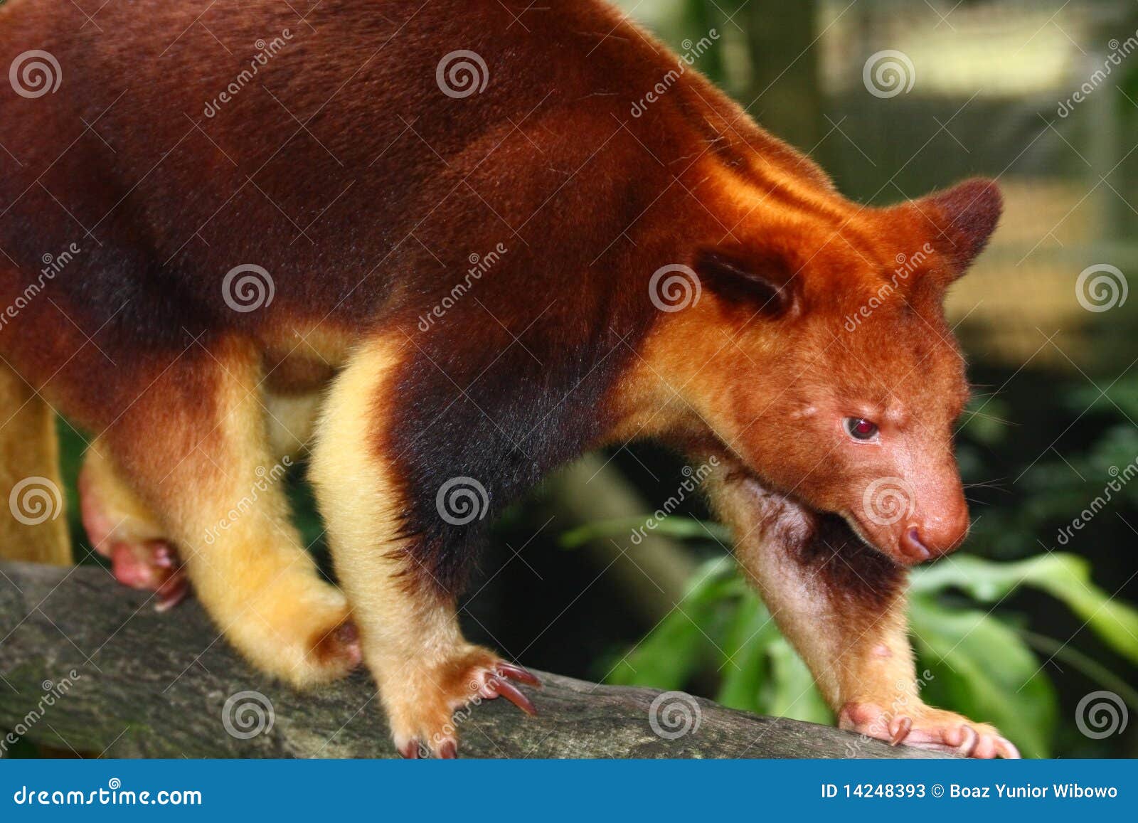 A Tree-kangaroo stock image. Image of ears, adelaide - 14248393