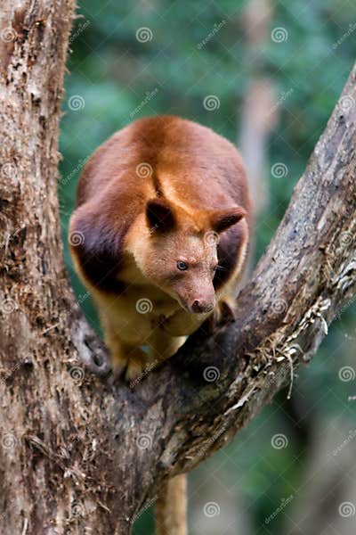 Tree Kangaroo stock image. Image of mammel, nature, australian - 5393941