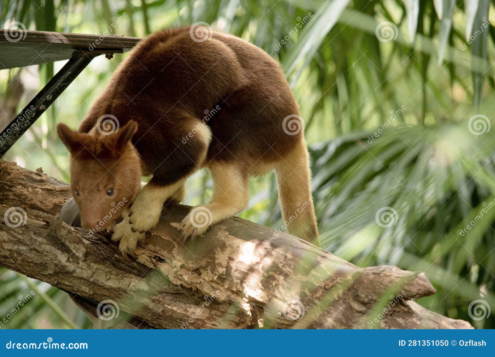 The Tree Kangaroo is in a Tree Stock Photo - Image of tree, animal ...