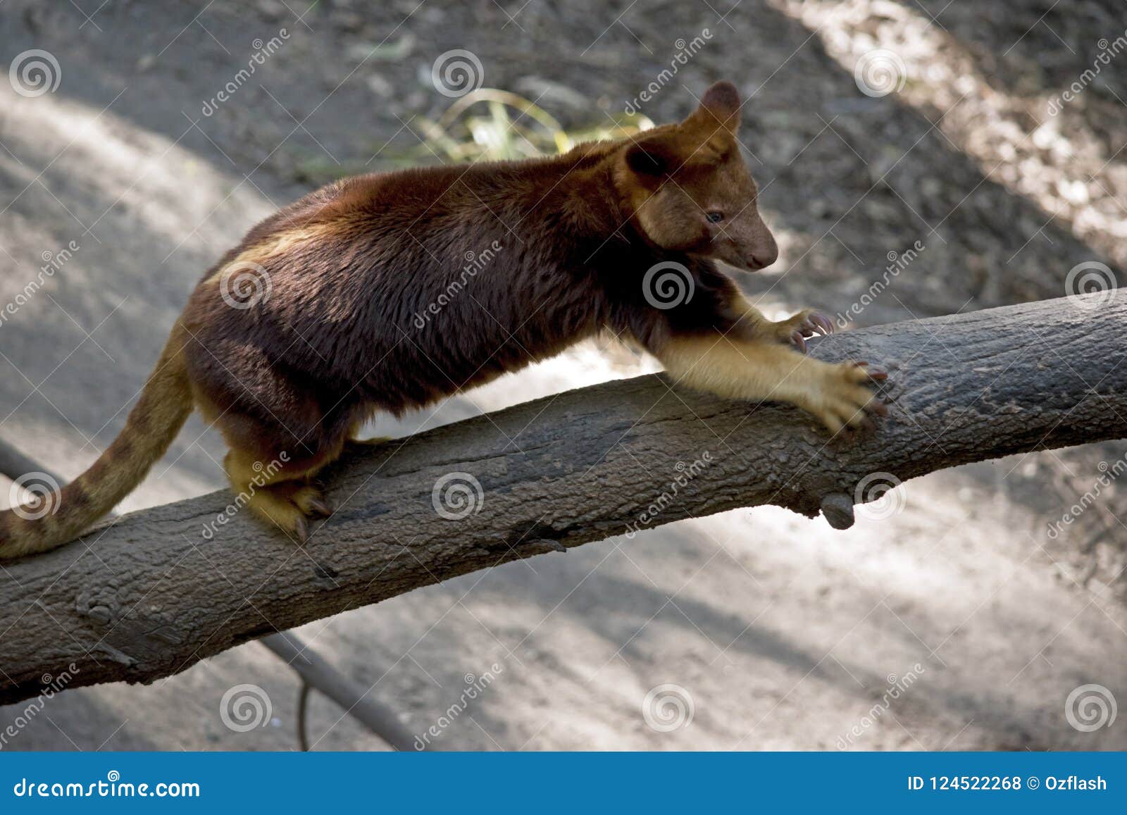 A tree kangaroo stock photo. Image of long, australia - 124522268