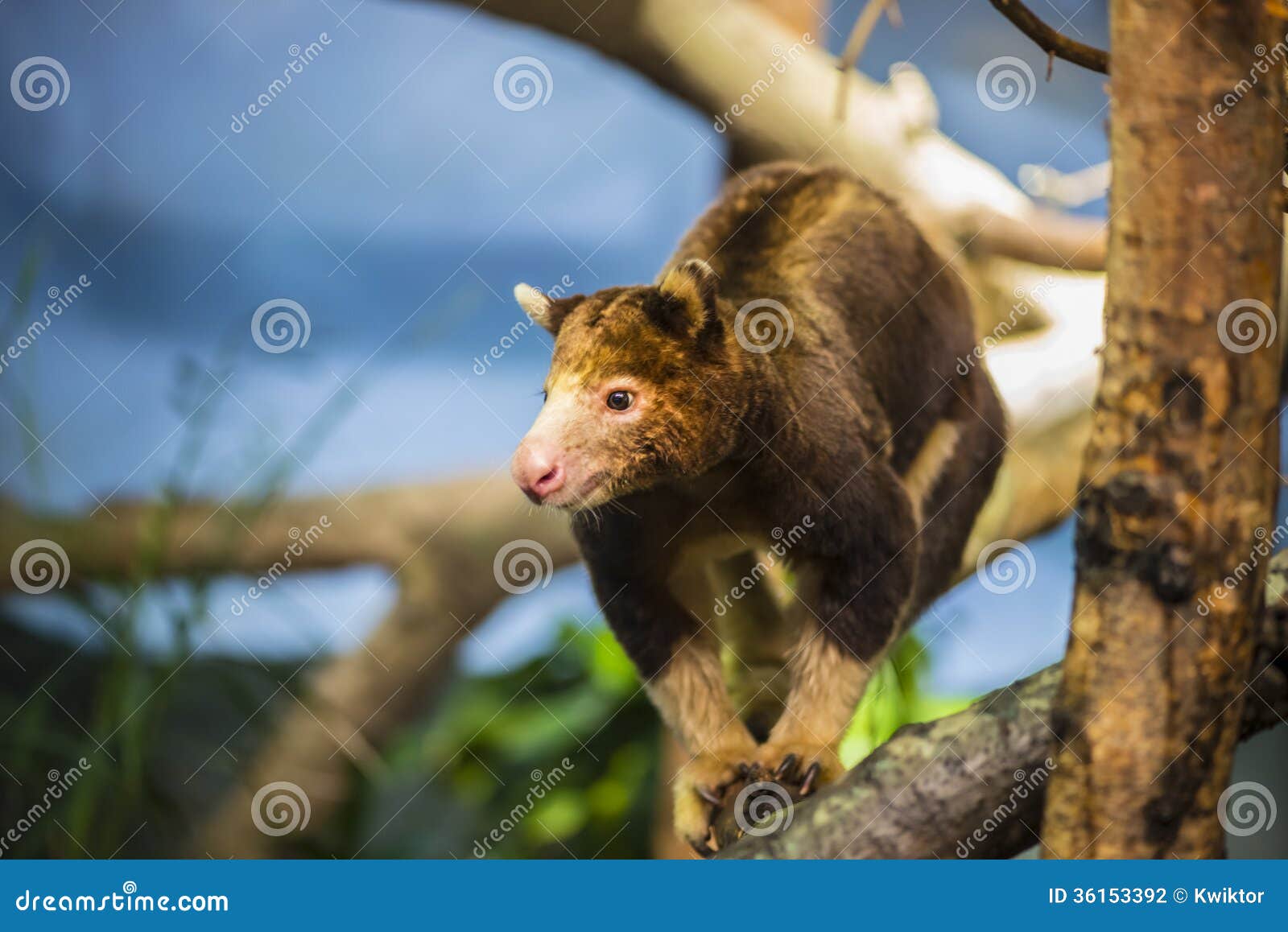 Tree Kangaroo stock photo. Image of pretty, furry, treekangaroo - 36153392