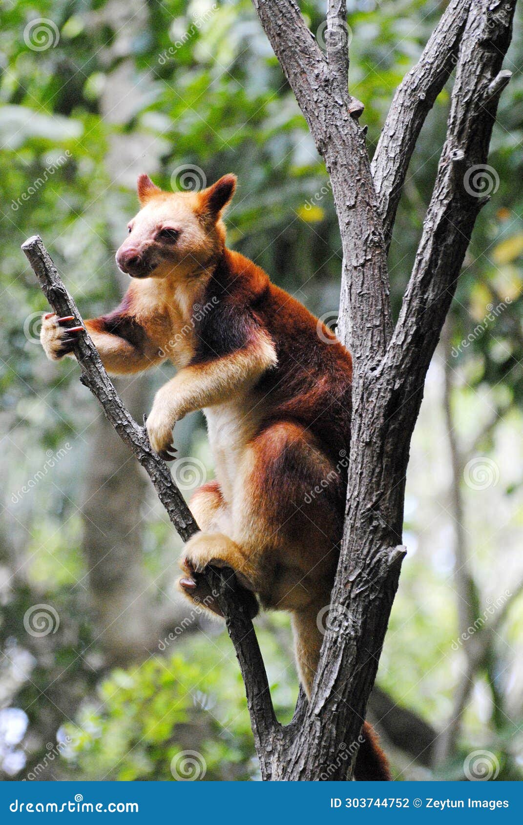 Tree Kangaroo (Dendrolagus) in Australia Stock Photo - Image of symbol ...