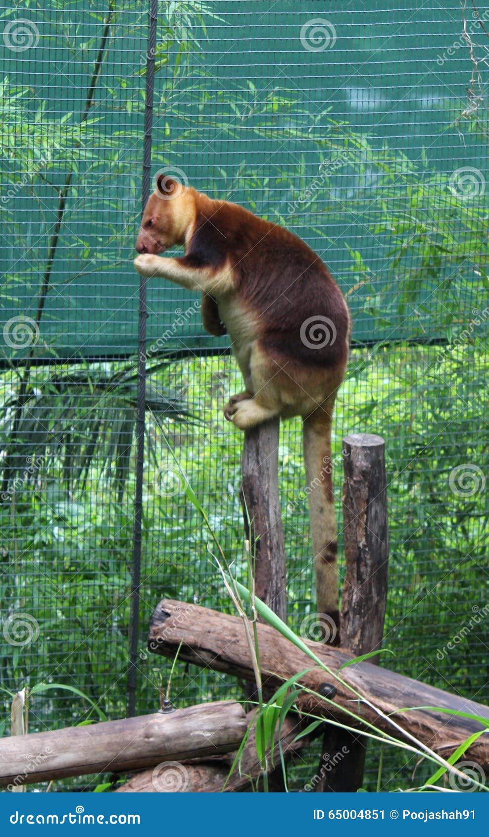 Tree Kangaroo stock image. Image of tail, rare, melbourne - 65004851