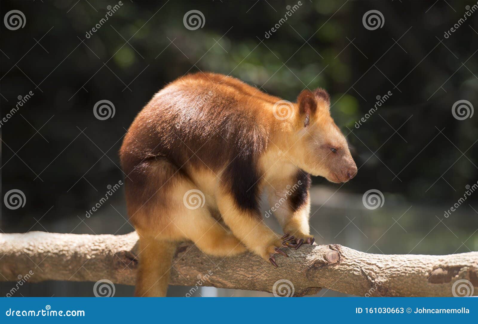 Tree Kangaroo in the Far North of Queensland. Stock Image - Image of ...