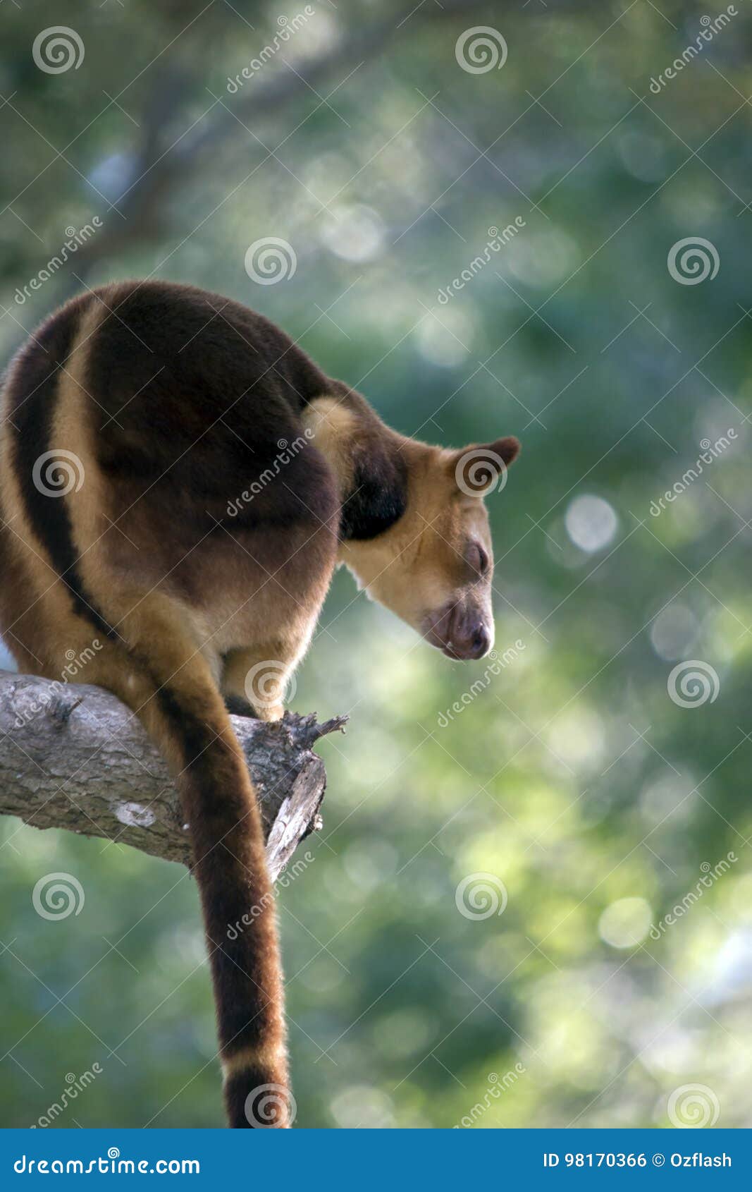 Tree kangaroo stock photo. Image of tooth, australia - 98170366