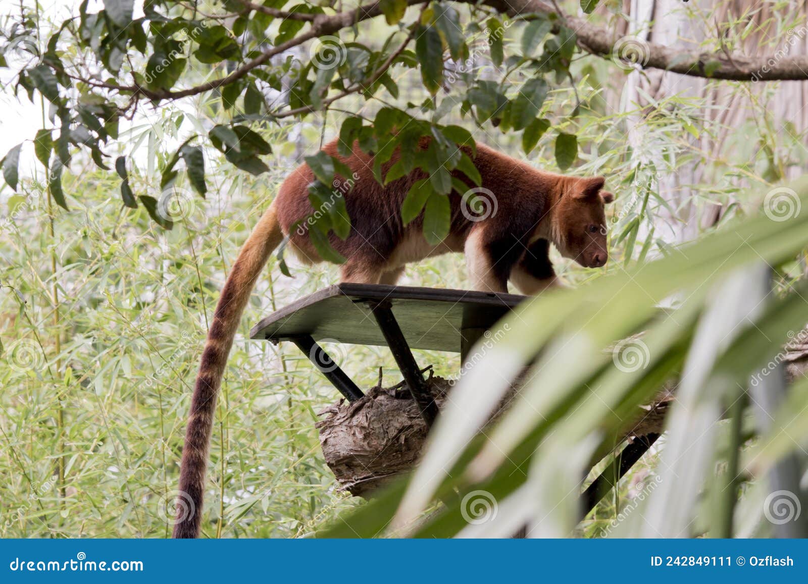 The Tree Kangaroo is the only Kangaroo that Can Climb Stock Image ...