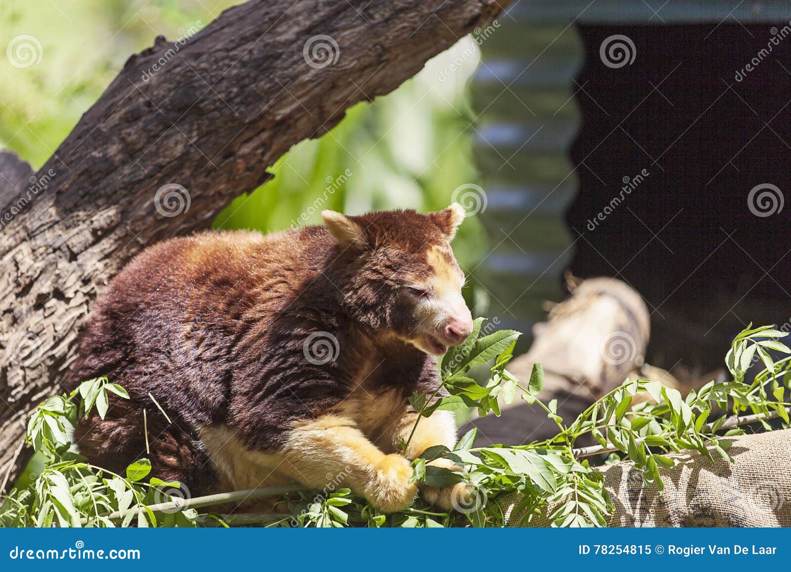 A Tree Kangaroo Having a Meal Stock Image - Image of look, meal: 78254815