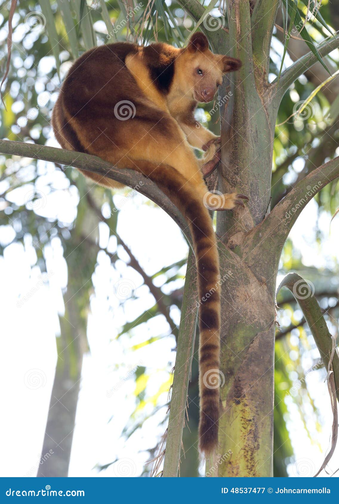 Tree kangaroo stock image. Image of organism, kangaroo - 48537477