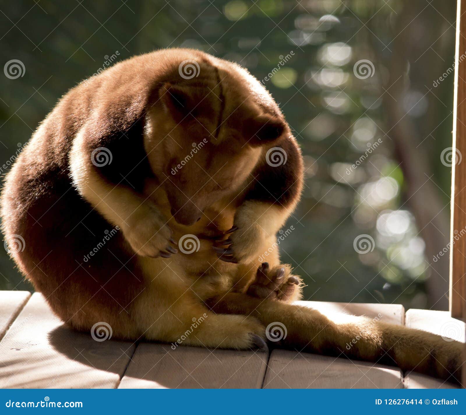 A tree kangaroo stock photo. Image of claws, tree, tongue - 126276414