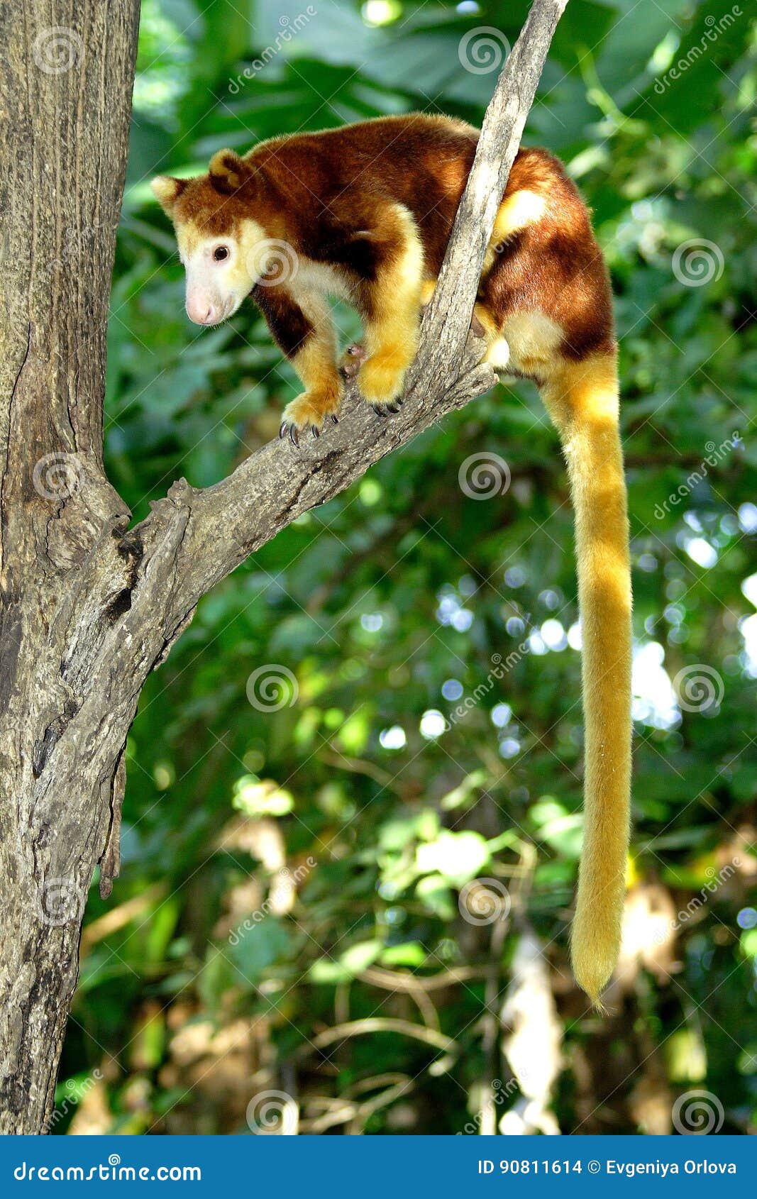 Tree Kangaroo Sitting on a Tree Branch, Papua New Guinea Stock Photo ...