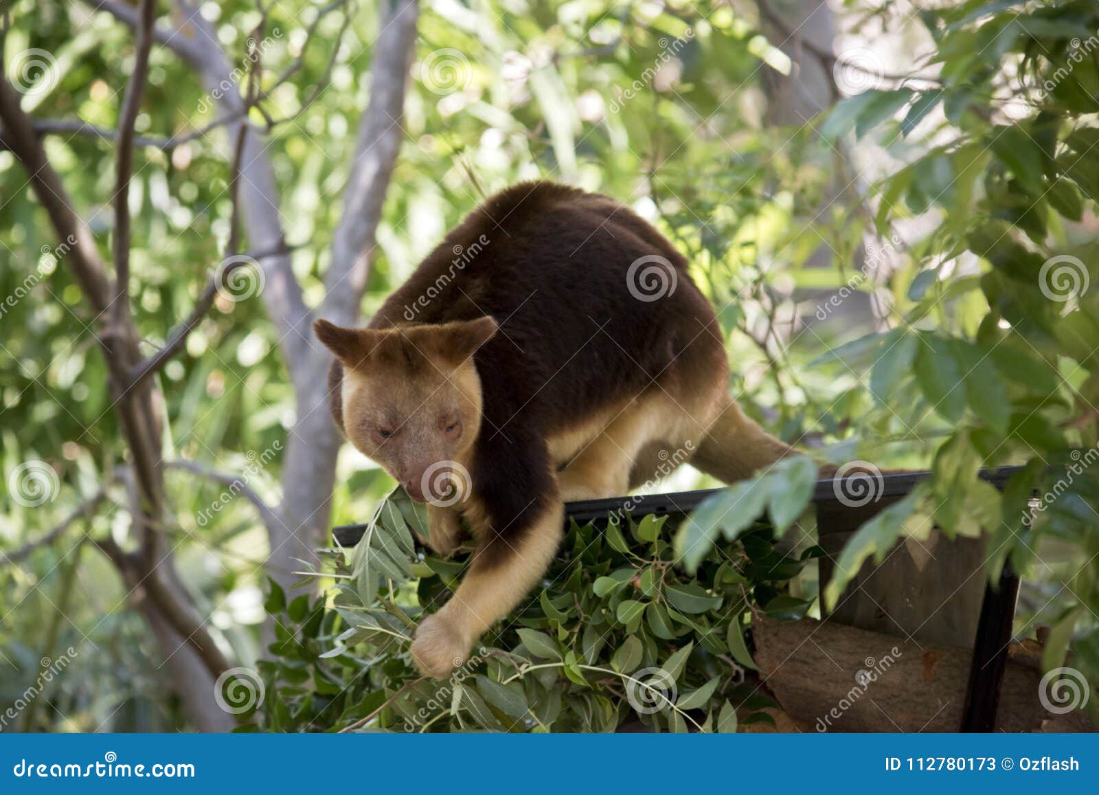 A tree kangaroo stock image. Image of bear, kangaroo - 112780173