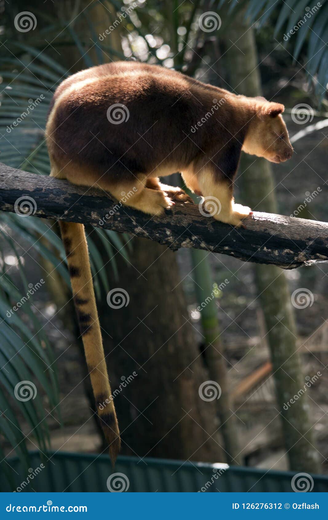 A tree kangaroo stock photo. Image of climbing, long - 126276312