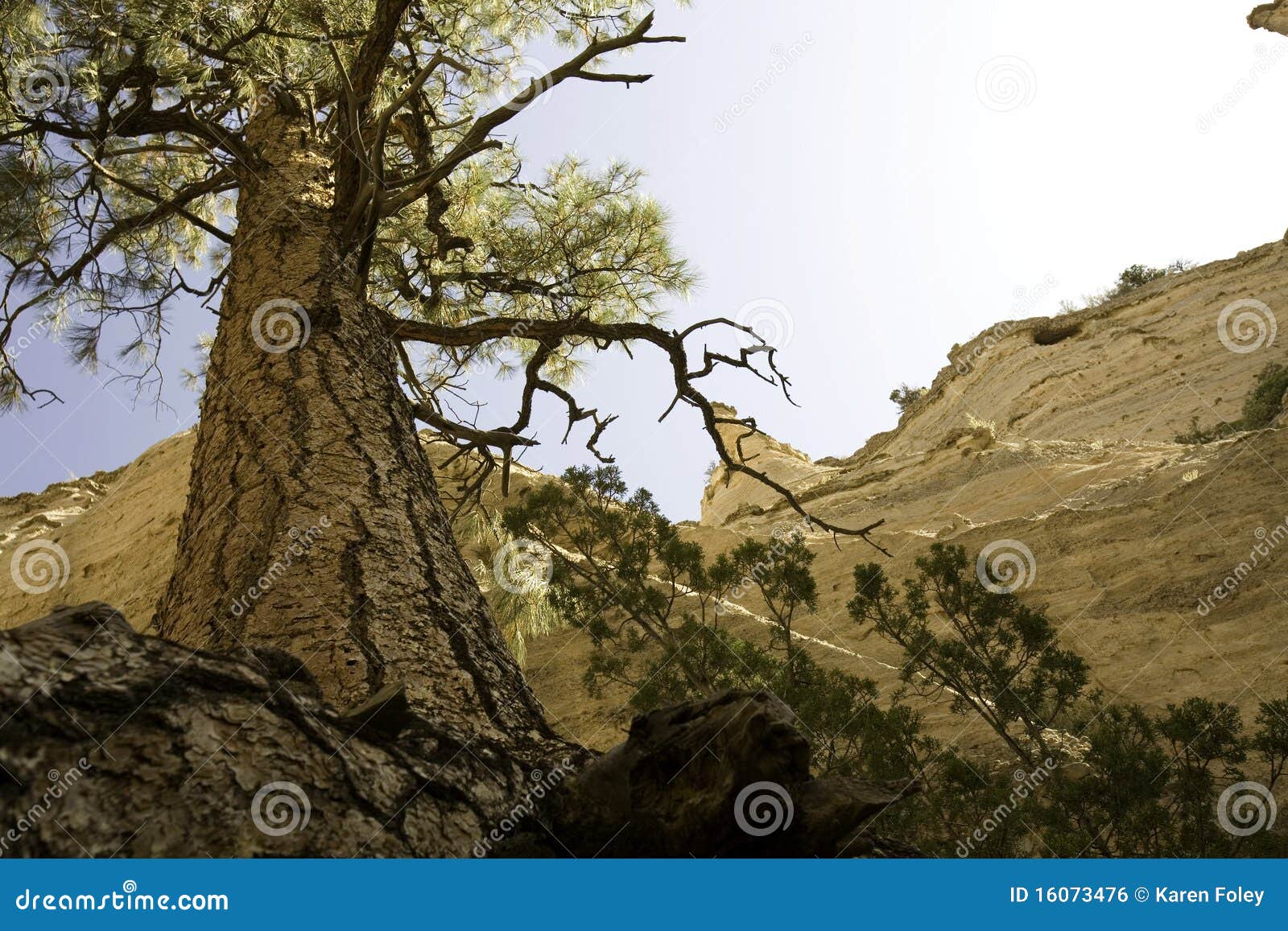 Tree Kasha-Katuwe Tent Rocks Monument Stock Photo - Image of hill ...