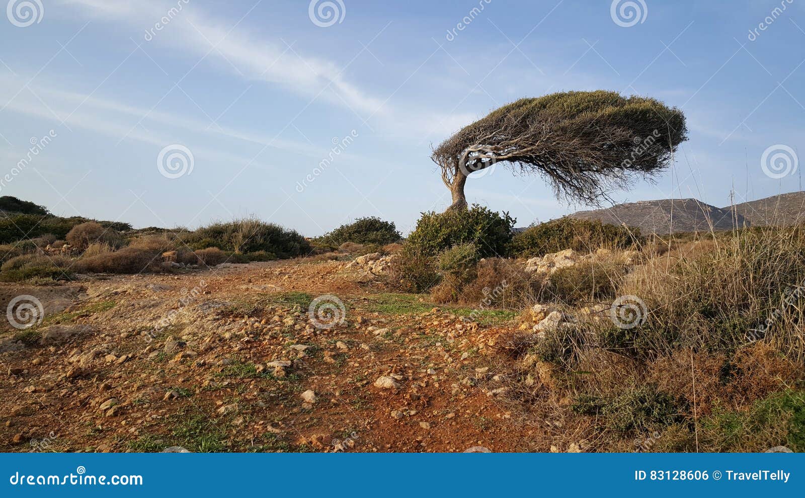 Tree at Kato Korogona stock photo. Image of nature, greece - 83128606