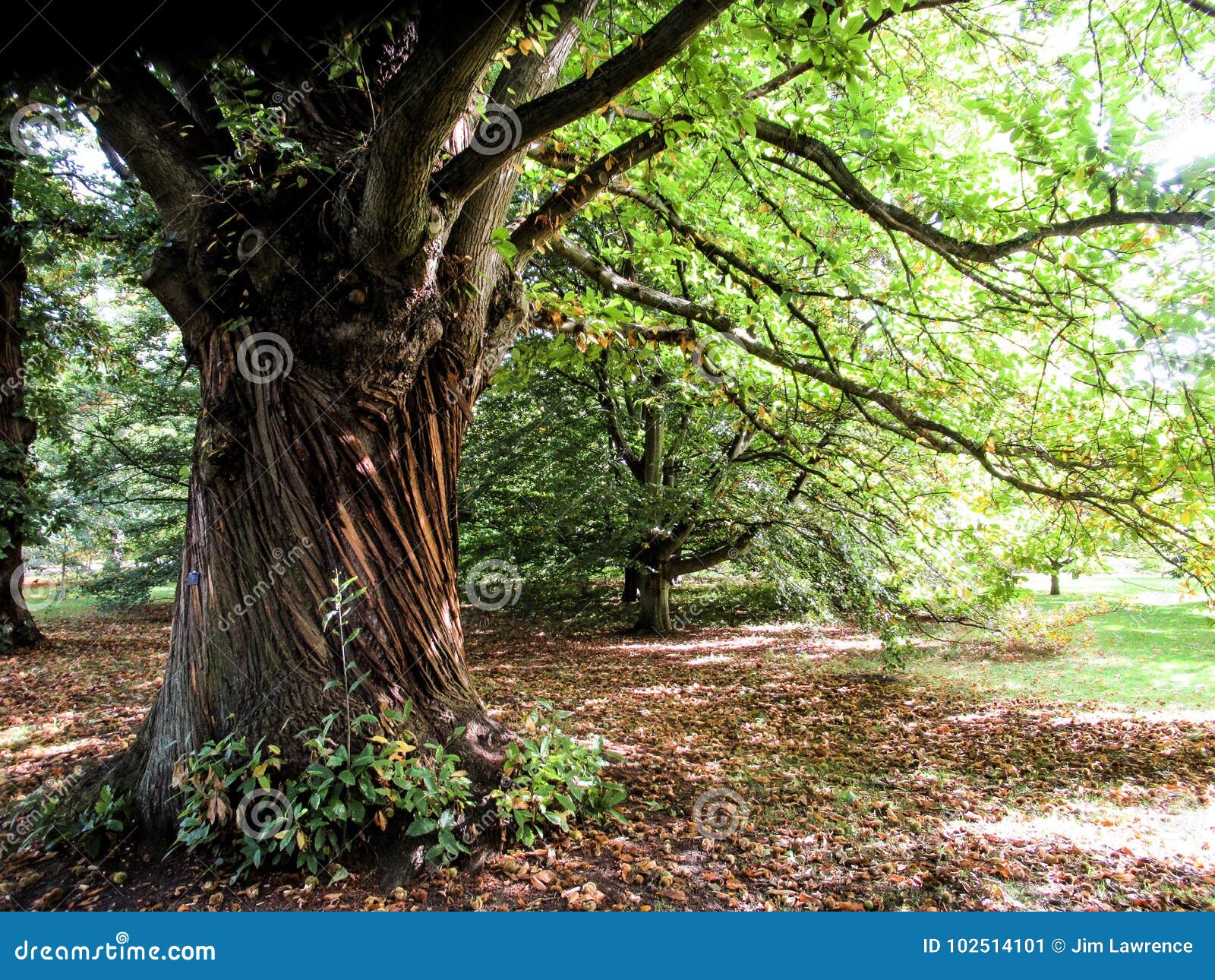 Tree at Kew Gardens editorial photo. Image of england - 102514101