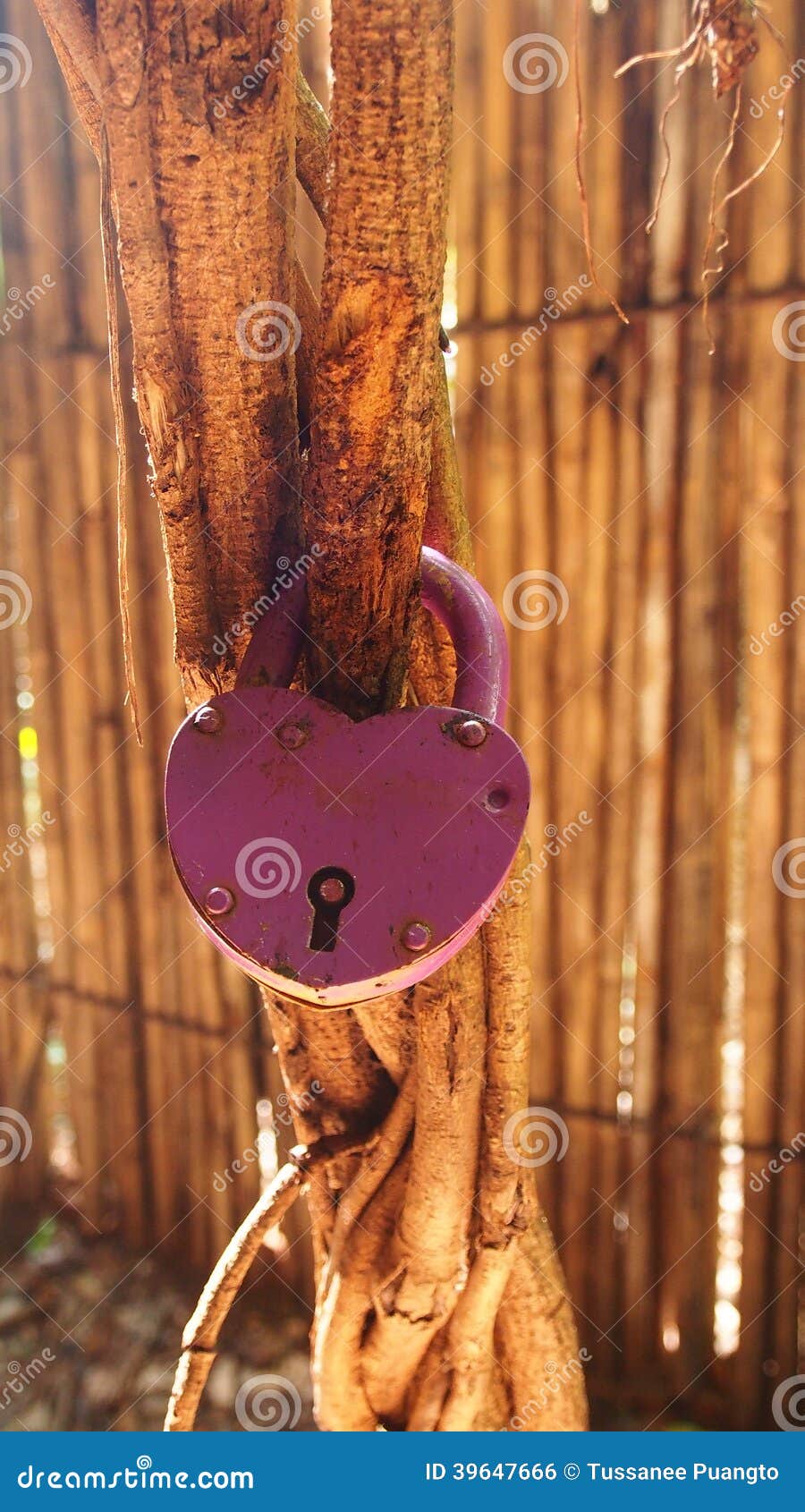 Tree with the key lock stock photo. Image of mass, solid - 39647666