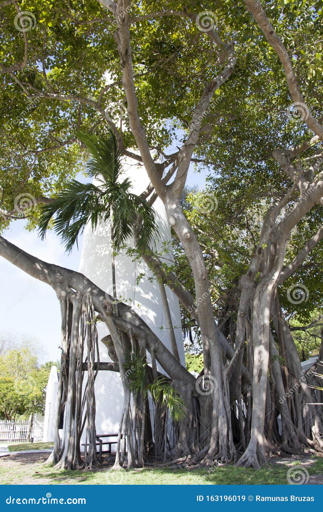 The Tree by Key West Lighthouse Stock Image - Image of west, places ...
