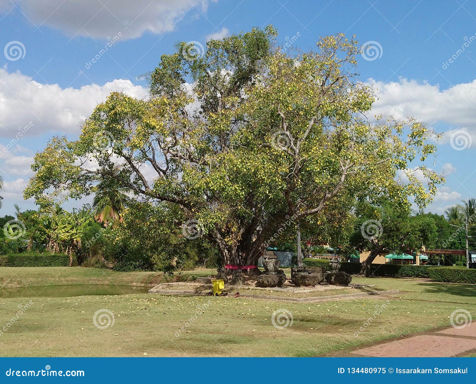 The tree at Khmer Castle stock image. Image of castle - 134480975